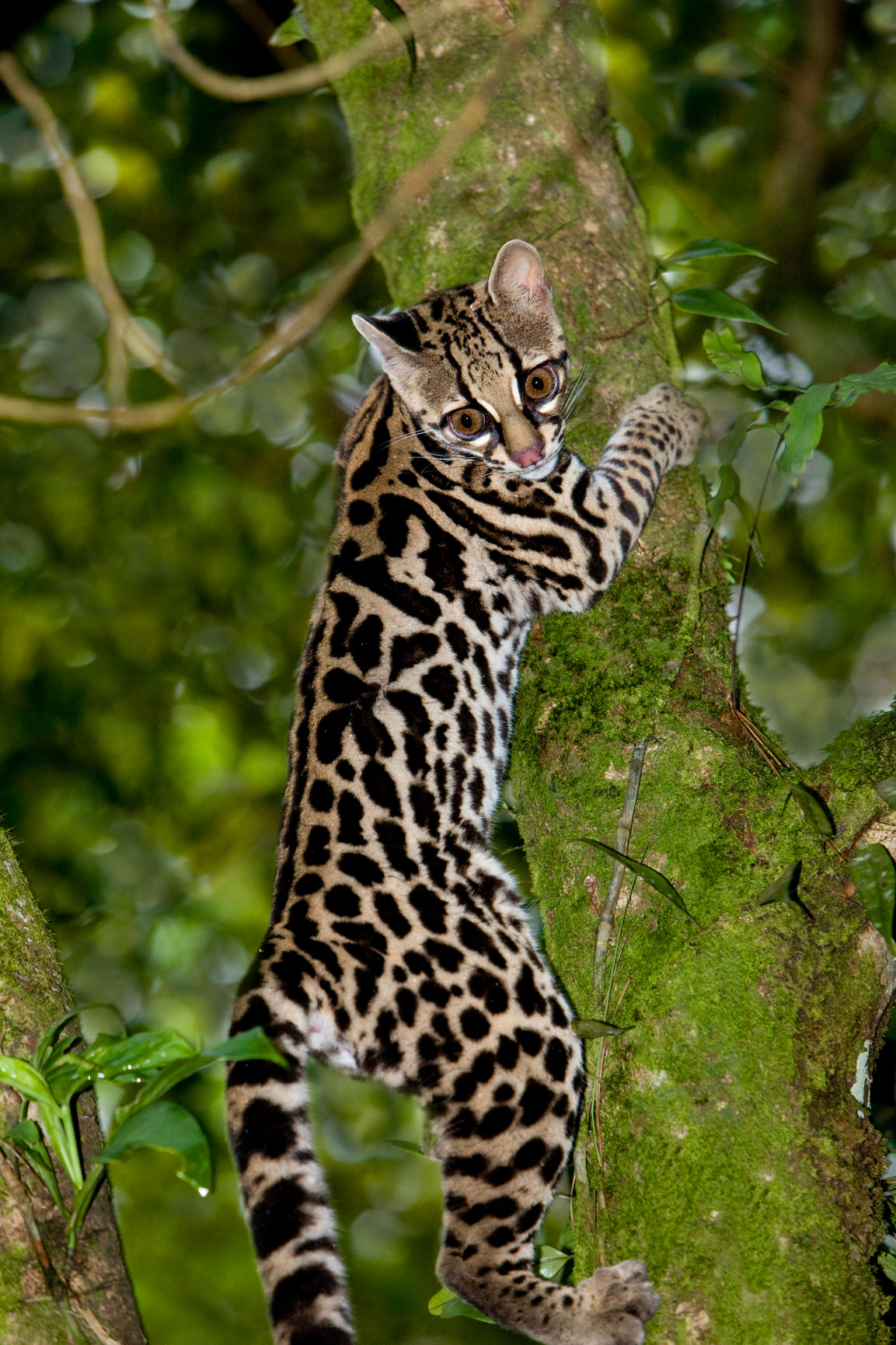A rare jungle cat - Jim Zuckerman photography & photo tours