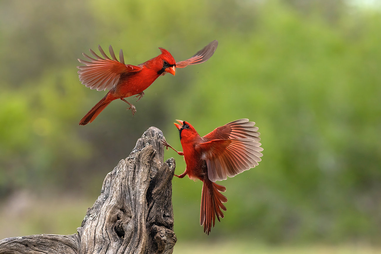 Texas Birds workshop '27 - Jim Zuckerman photography & photo tours