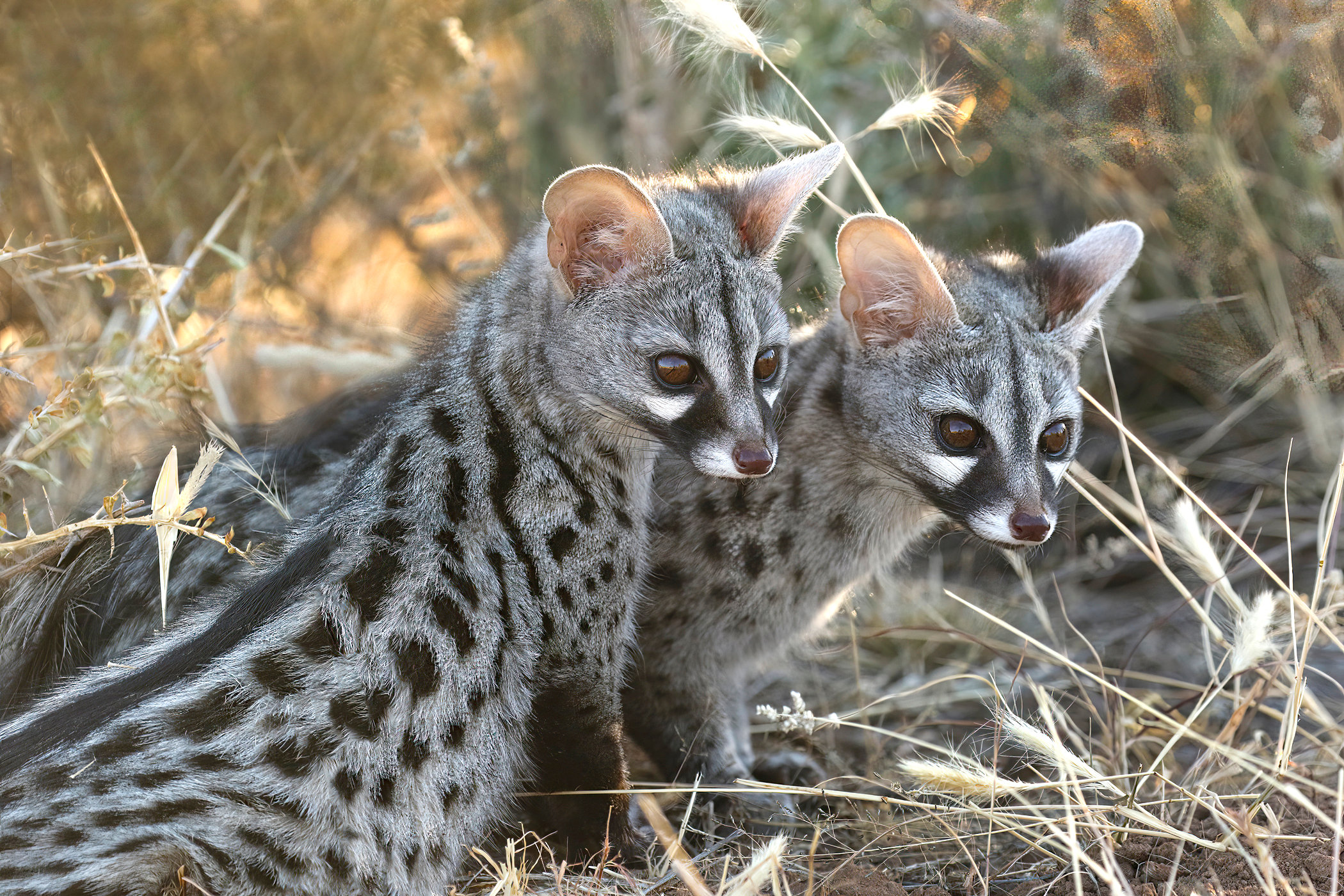 Genets close up - Jim Zuckerman photography & photo tours
