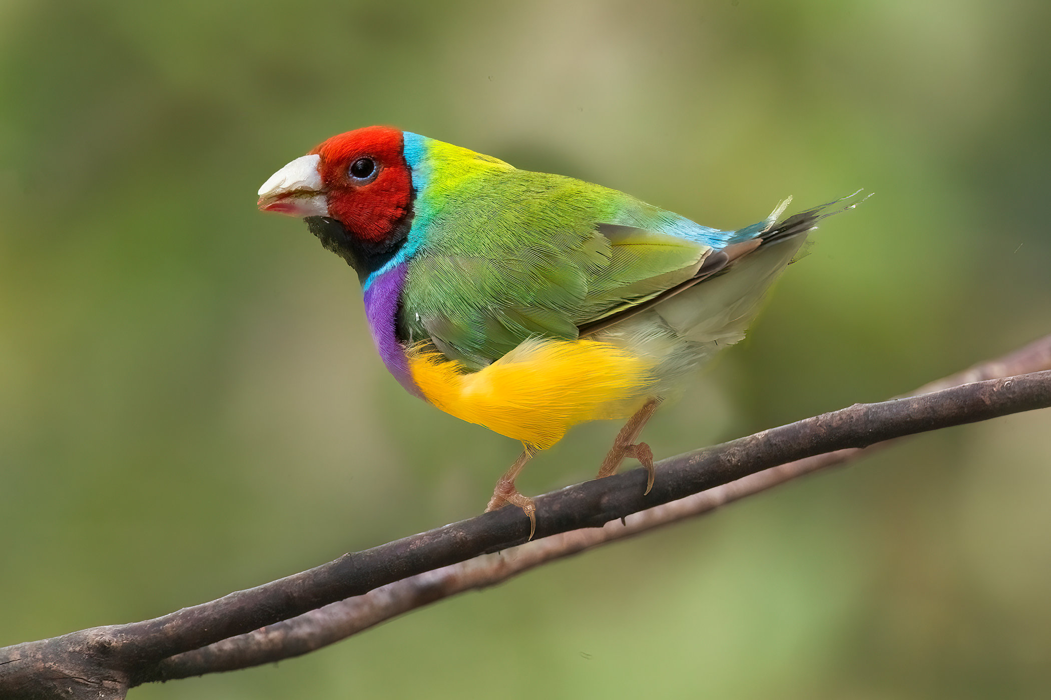 An exquisite little bird - Jim Zuckerman photography & photo tours
