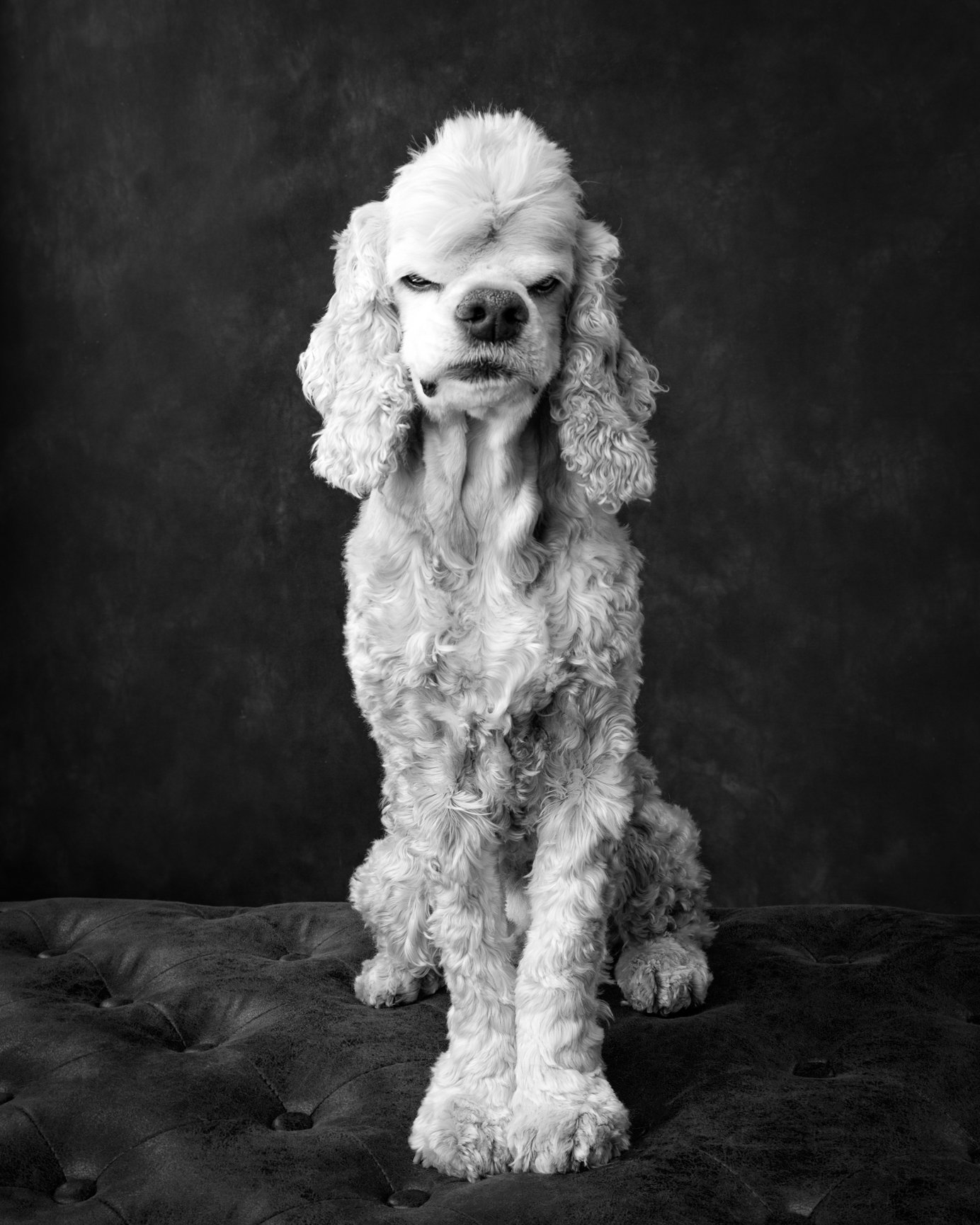 Dog Portraits | Fairfield, OH | Anjali Fong Photography