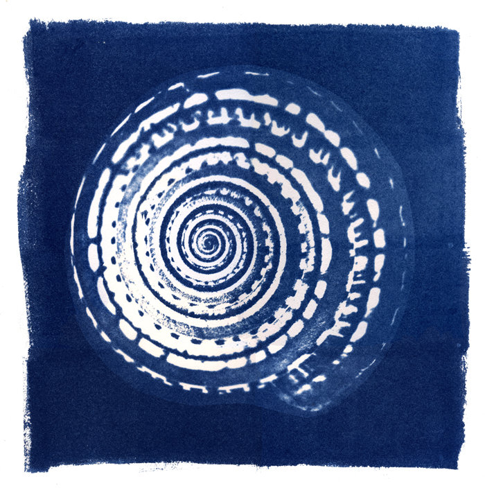 Cyanotype Shells - Longstreet Collection