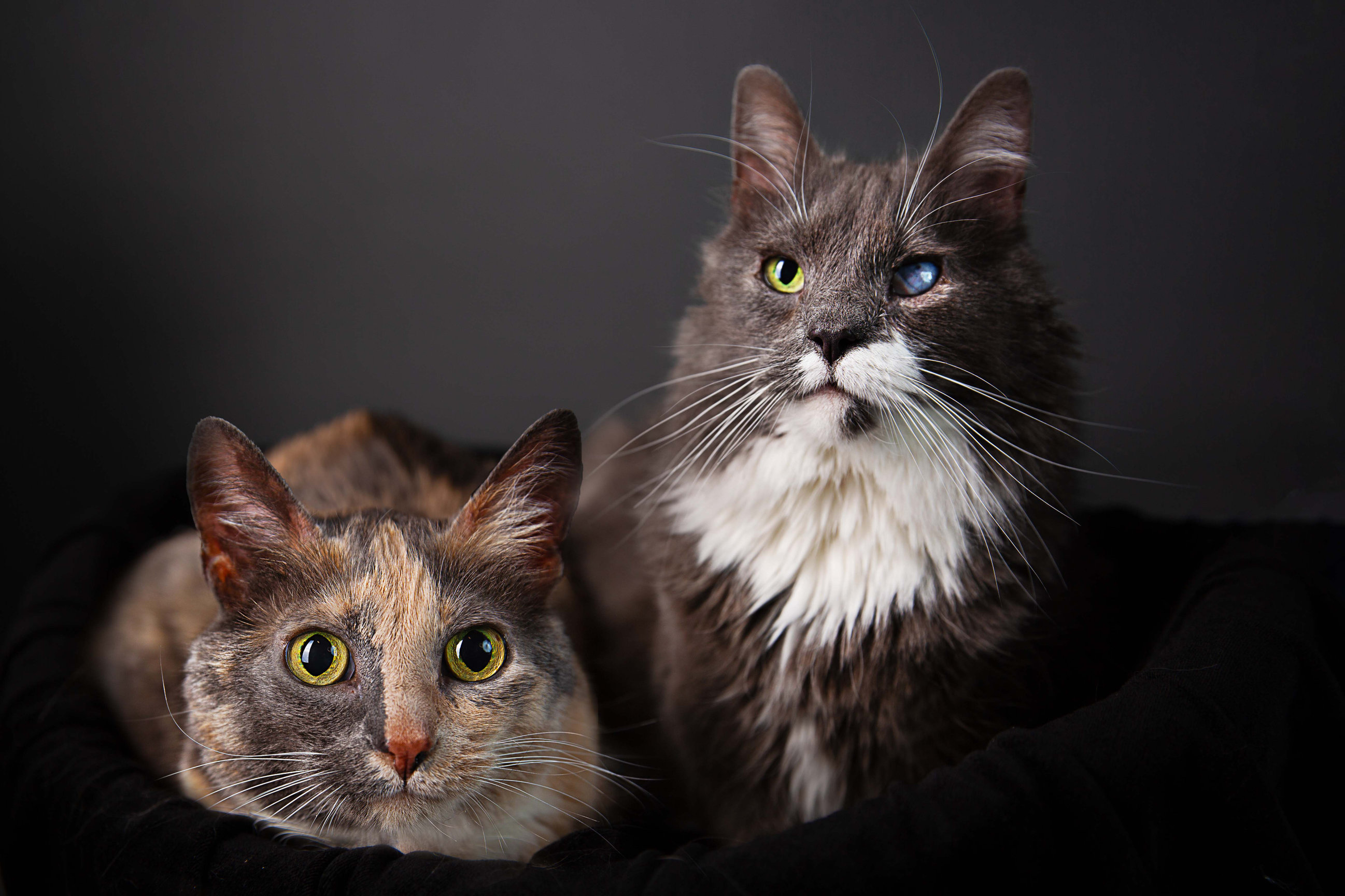 Atlanta, GA Best Pet Photographer