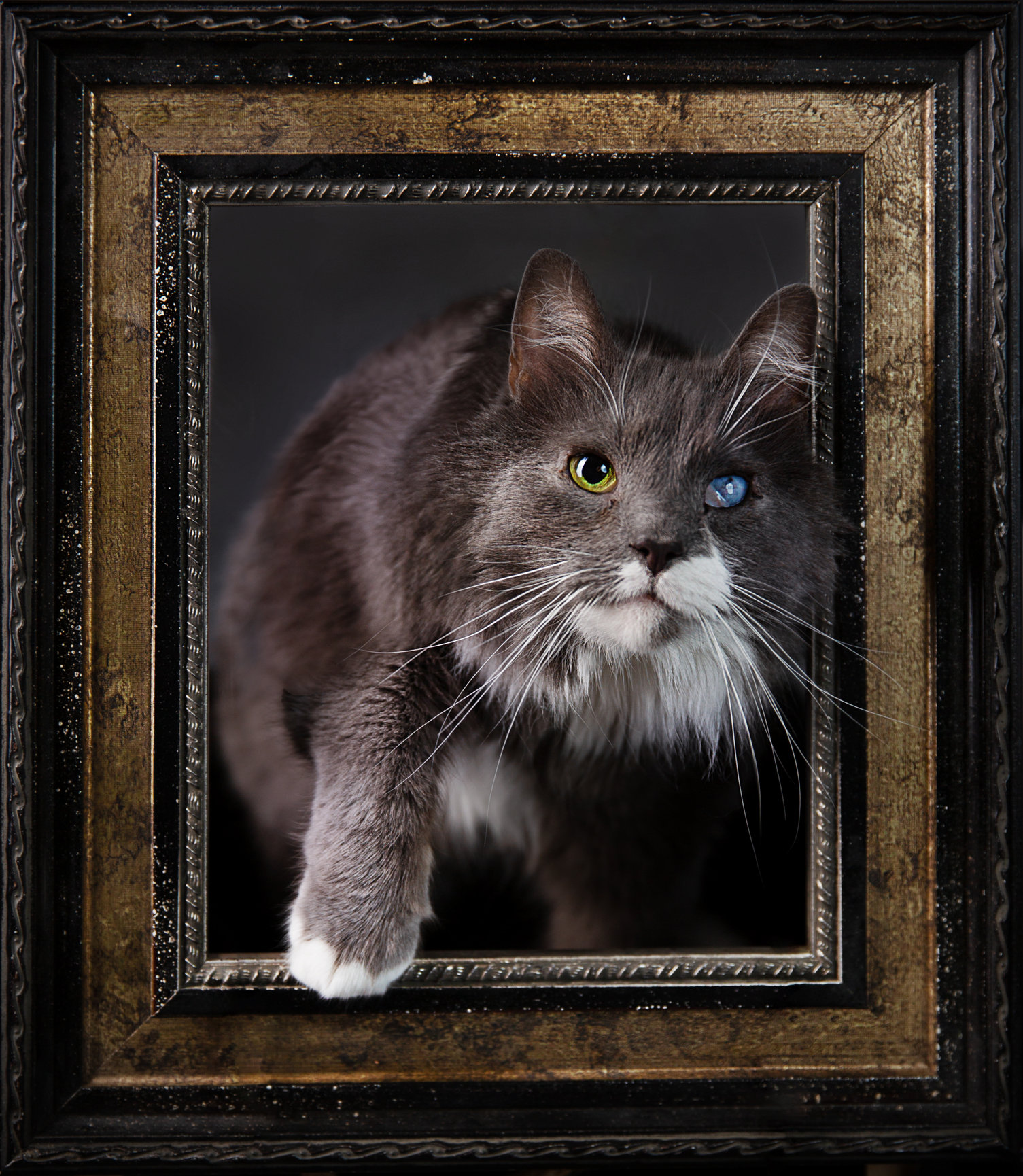 Atlanta, GA Best Pet Photographer