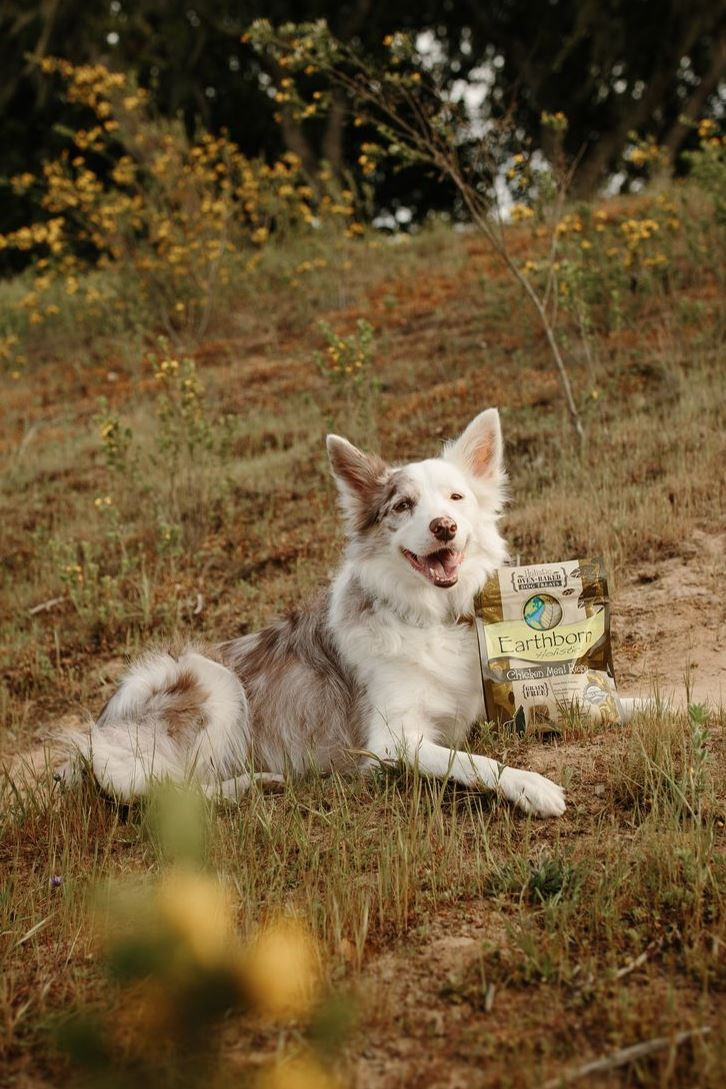 Tips For Capturing The Perfect Pet Portrait - Harmann Studios