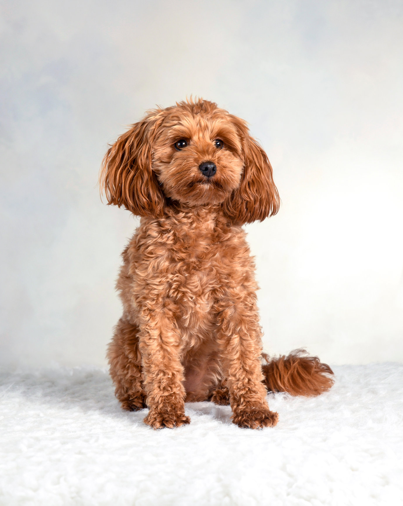 HOME - Harmann Studios