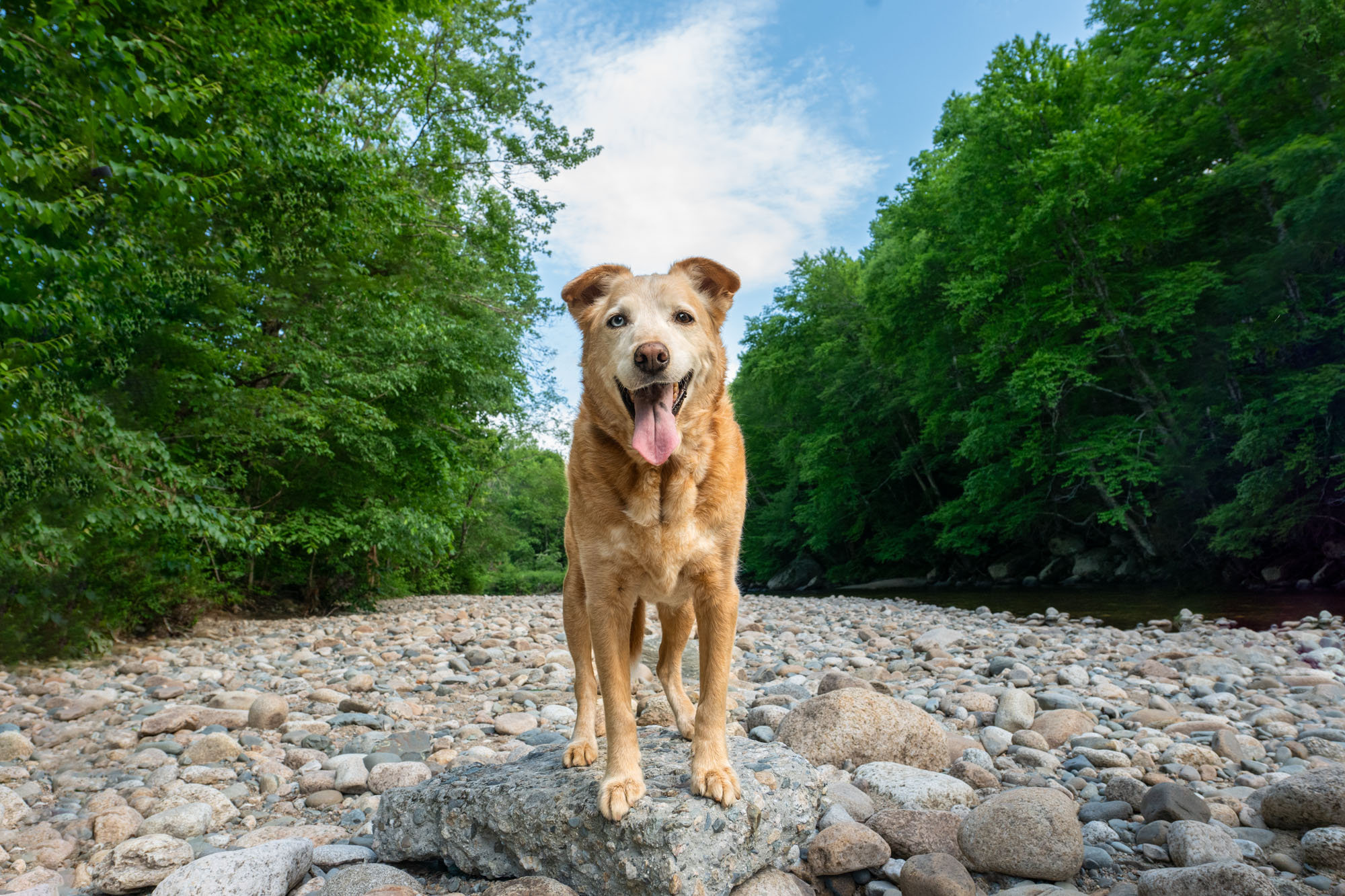 The love of a Dog - sandra mccarthy photography