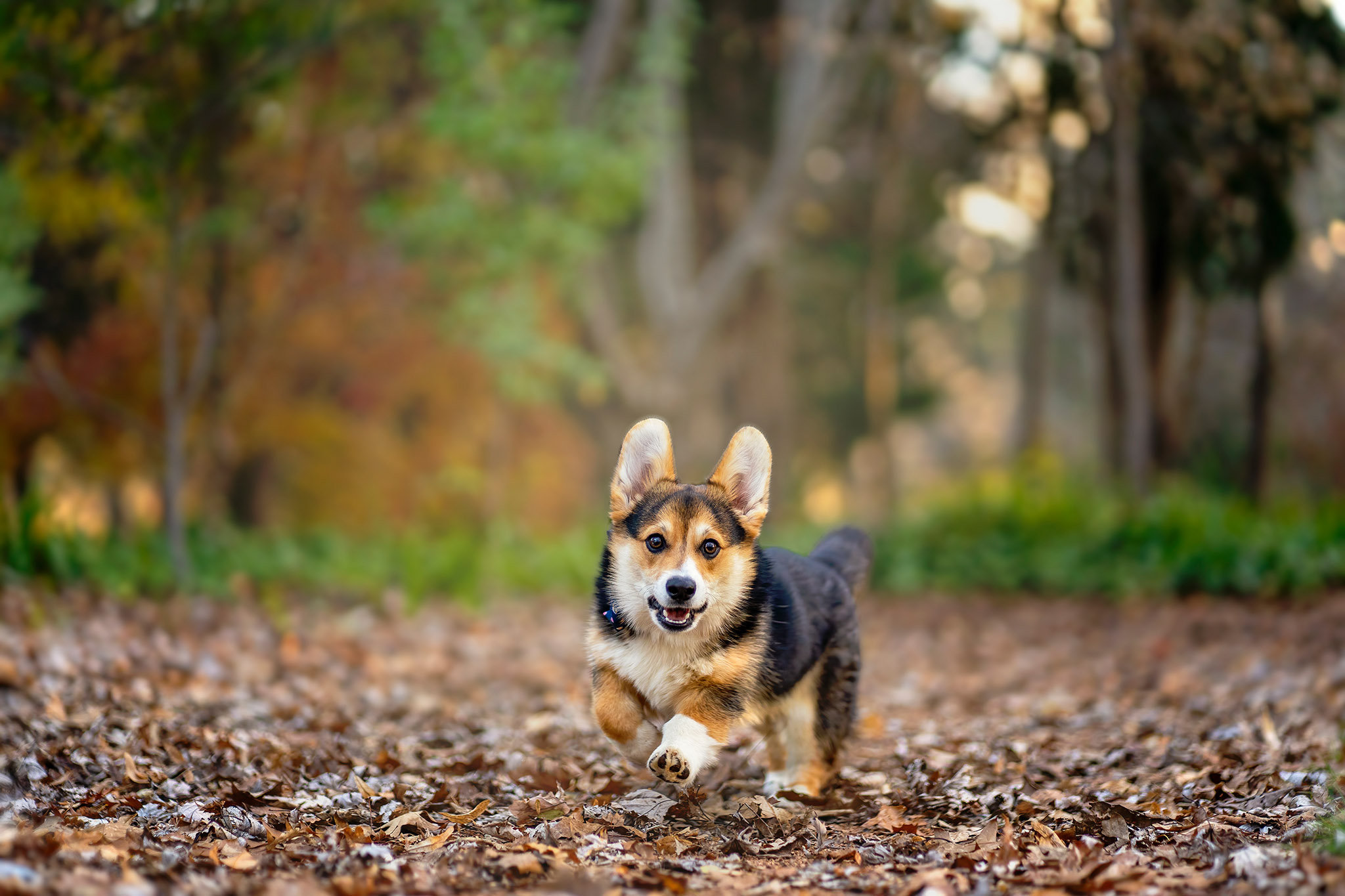 Capturing dogs in action