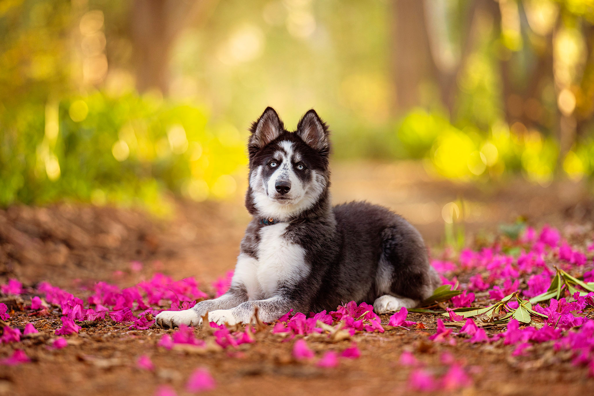 Ina J Photography Canberra Pet Photography Portfolio ina-j-photography-canberra-pet-photography-portfolio