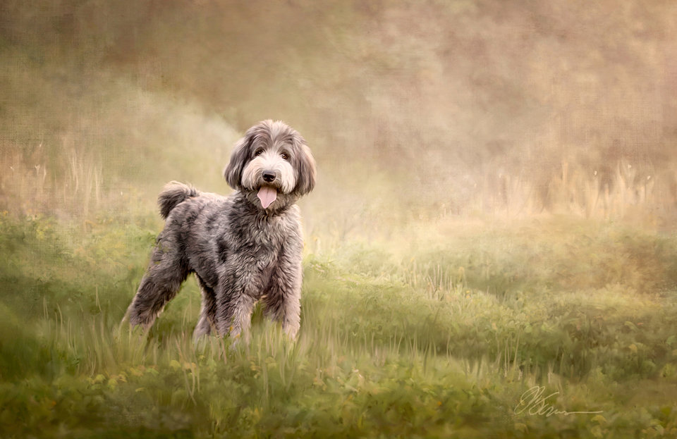 Prancing with Poodles