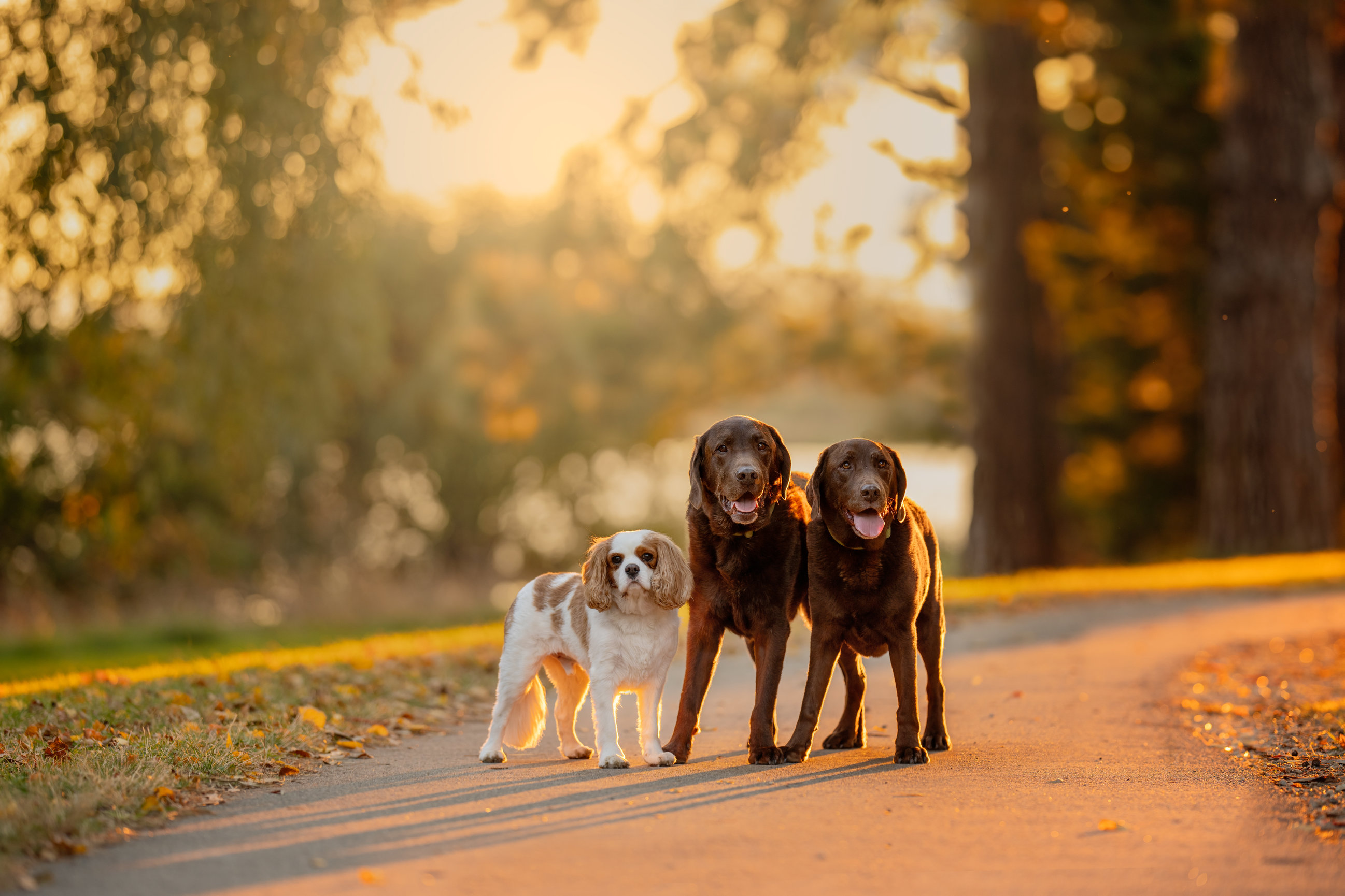 Photographing Multiple Pets