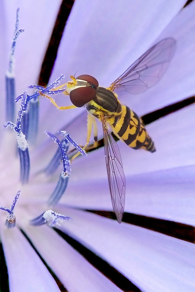 MACRO PHOTO CLUB - Mike Moats - Award Winning Macro Photographer