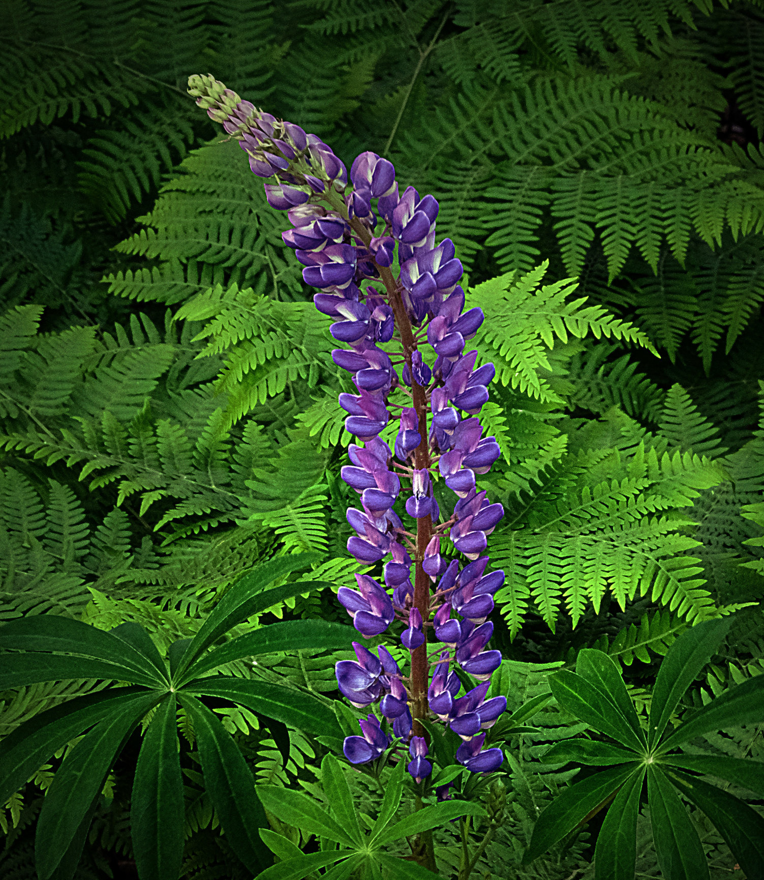 Natural Backgrounds - Mike Moats - Award Winning Macro Photographer