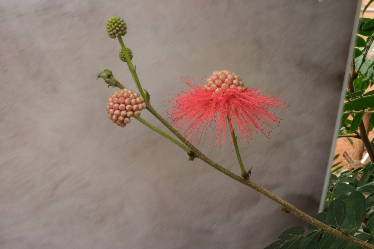 The Problem with Botanical Gardens - Mike Moats - Award Winning Macro ...