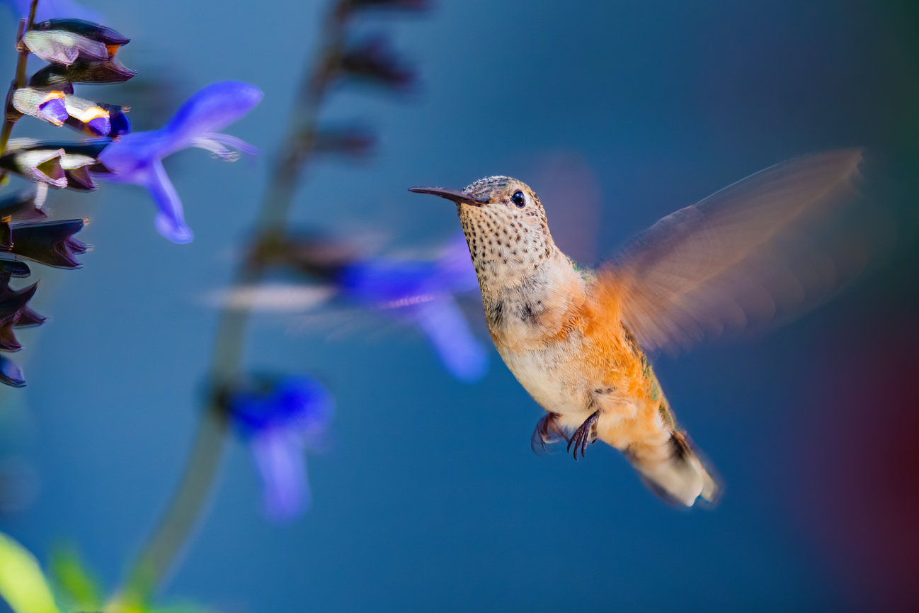 Hummingbird portfolio pictures by One Moment In Time Photography.