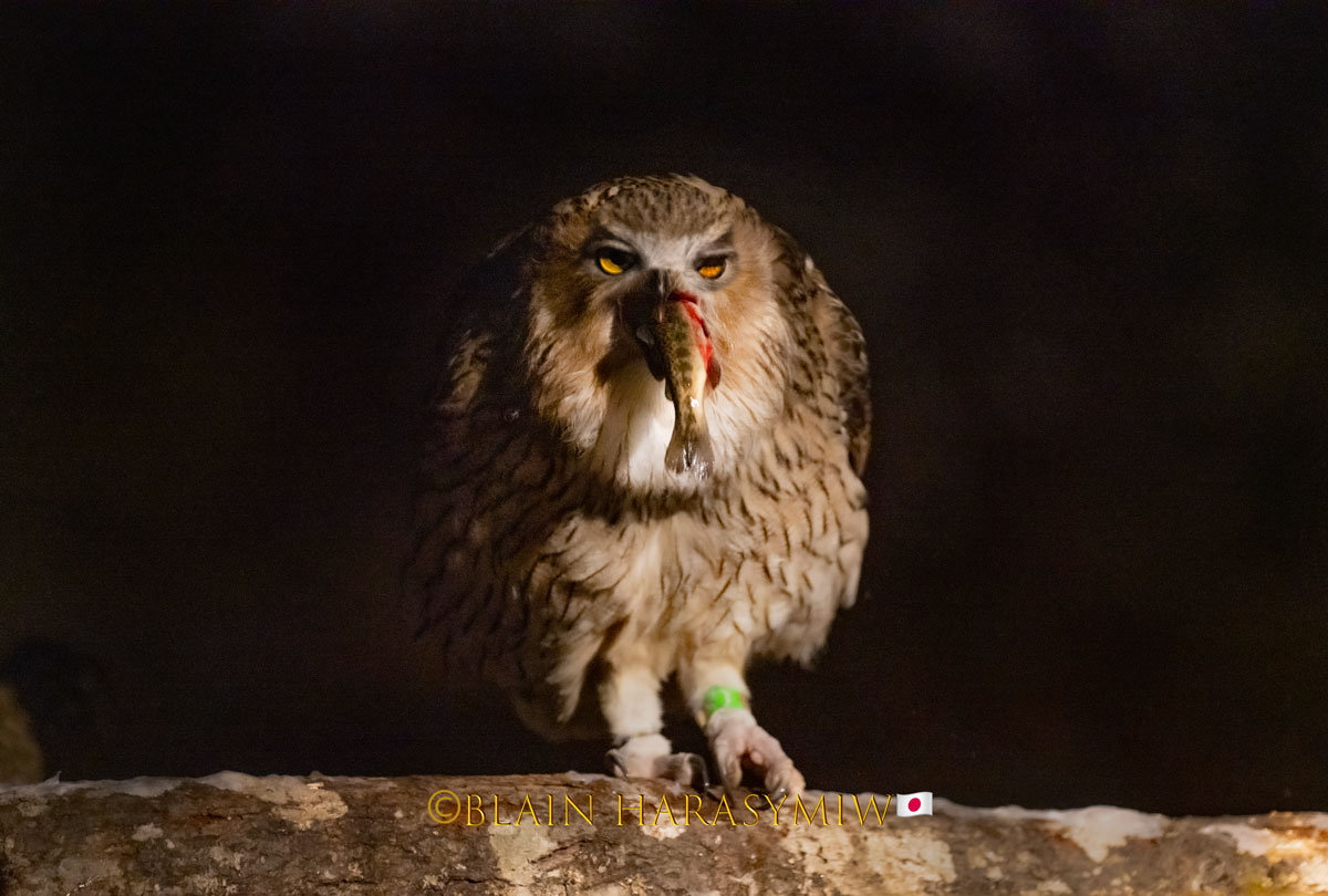 Hokkaido Photo Tours - Blakiston’s Fish Owls (B. b. blakistoni) - JAPAN ...