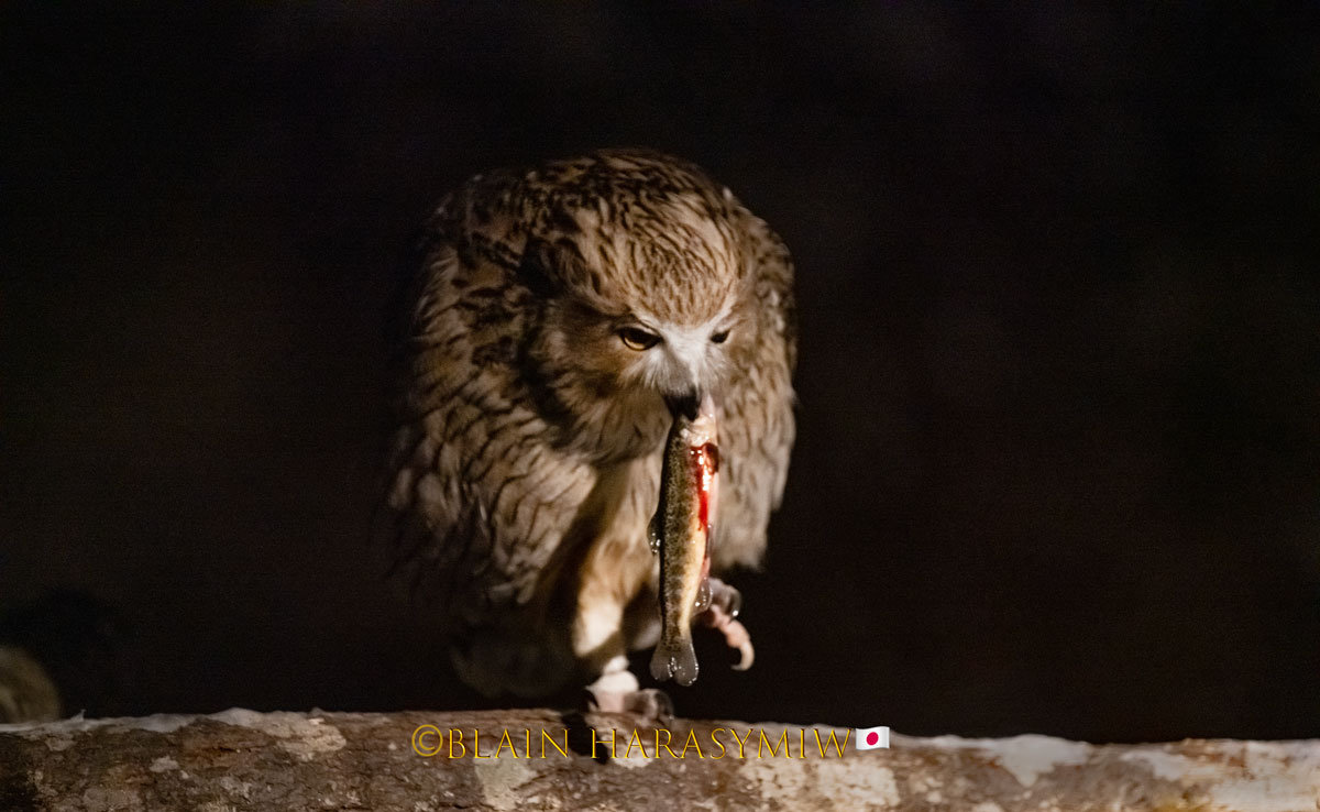 Hokkaido Photo Tours - Blakiston’s Fish Owls (B. b. blakistoni) - JAPAN ...