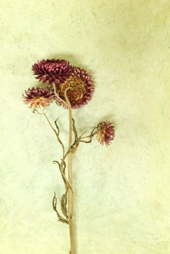 Creative Post Processing - Mike Moats - Award Winning Macro Photographer