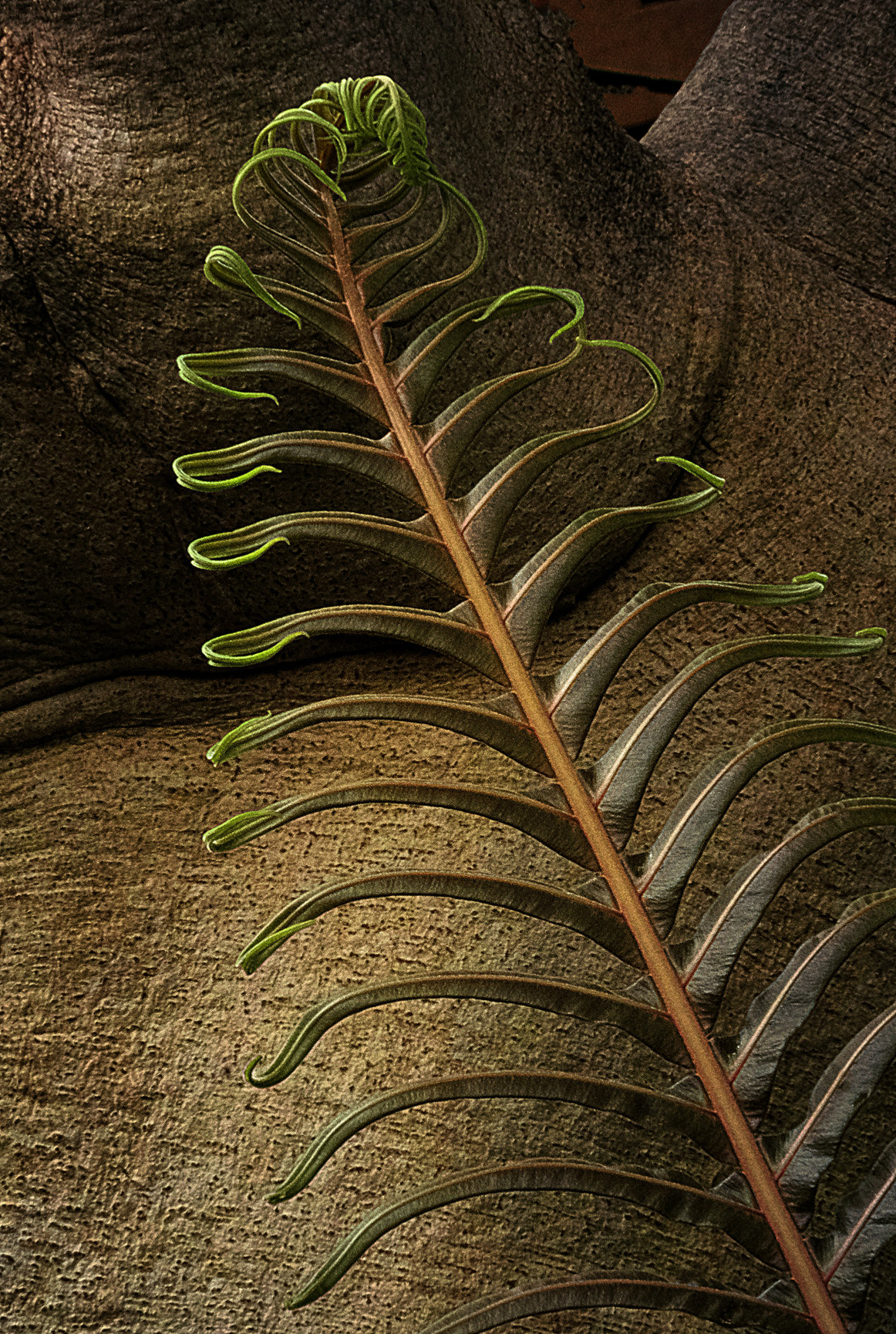 Fern - Before and After - Mike Moats - Award Winning Macro Photographer