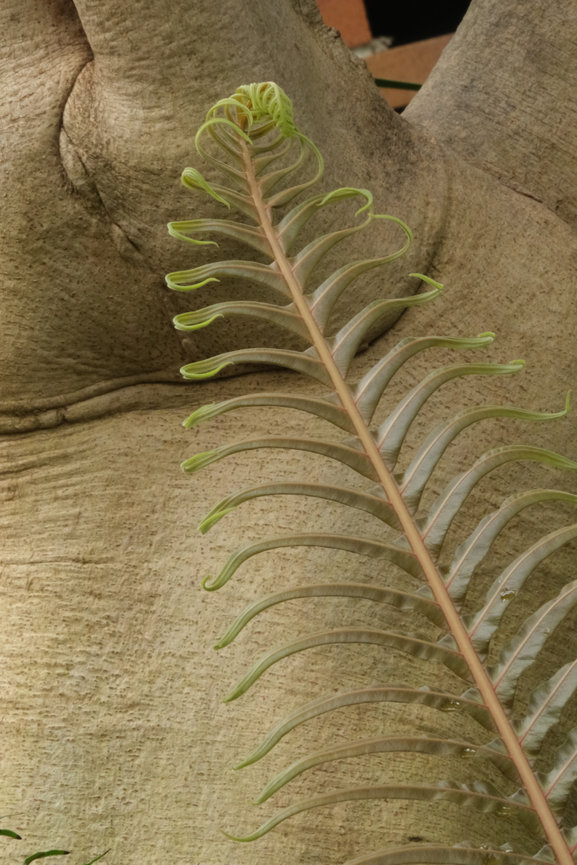 Fern - Before and After - Mike Moats - Award Winning Macro Photographer