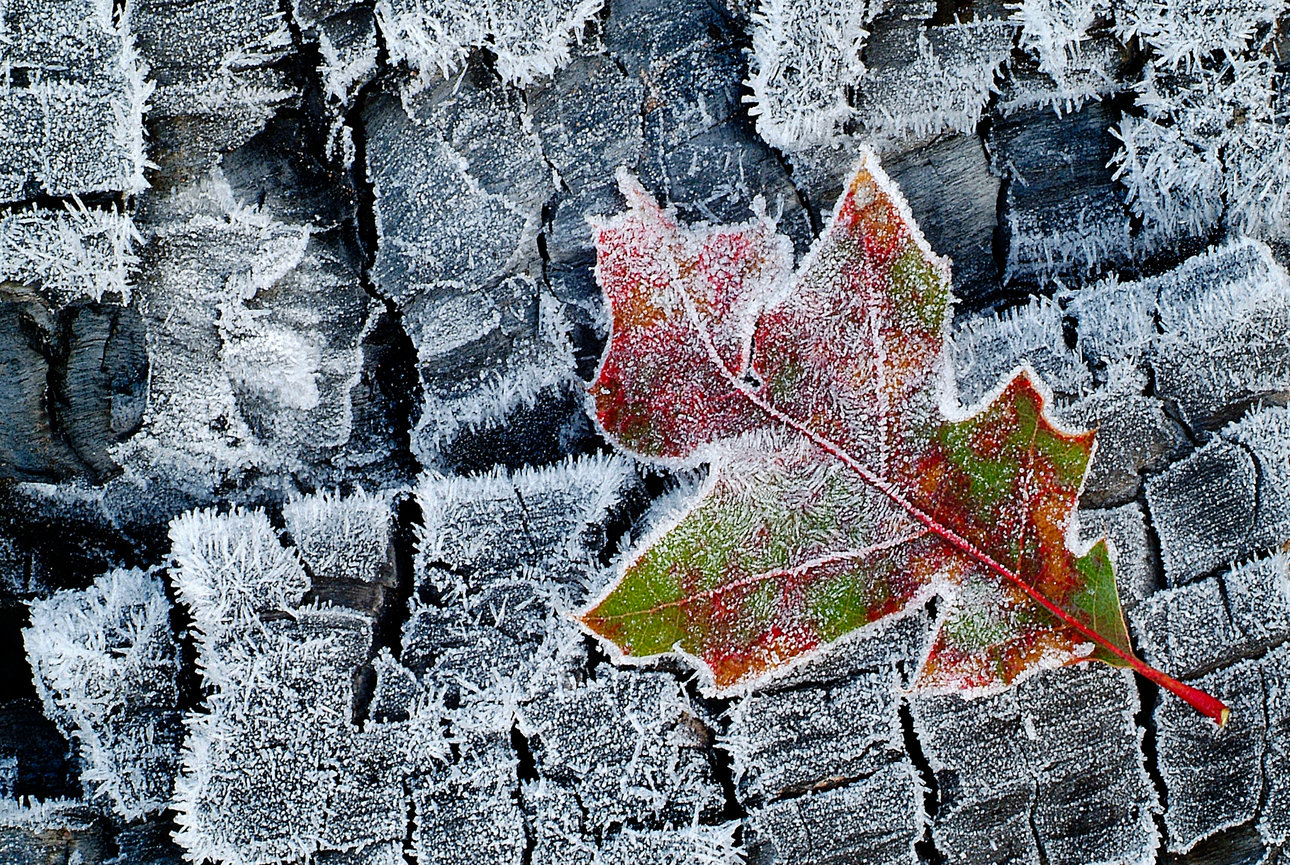 First Frost - Mike Moats - Award Winning Macro Photographer