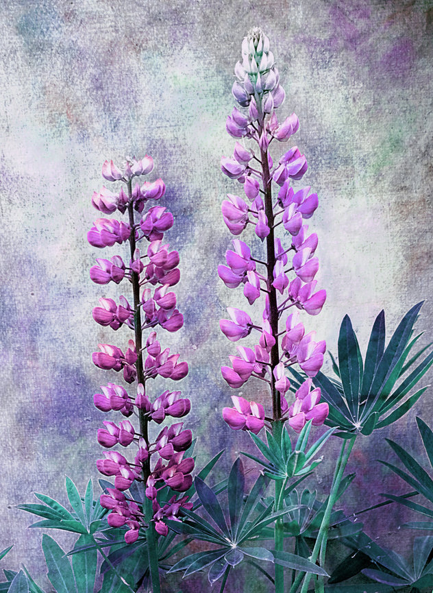 My Favorite Creative Post Processing Flower Images of 2024 - Mike Moats ...