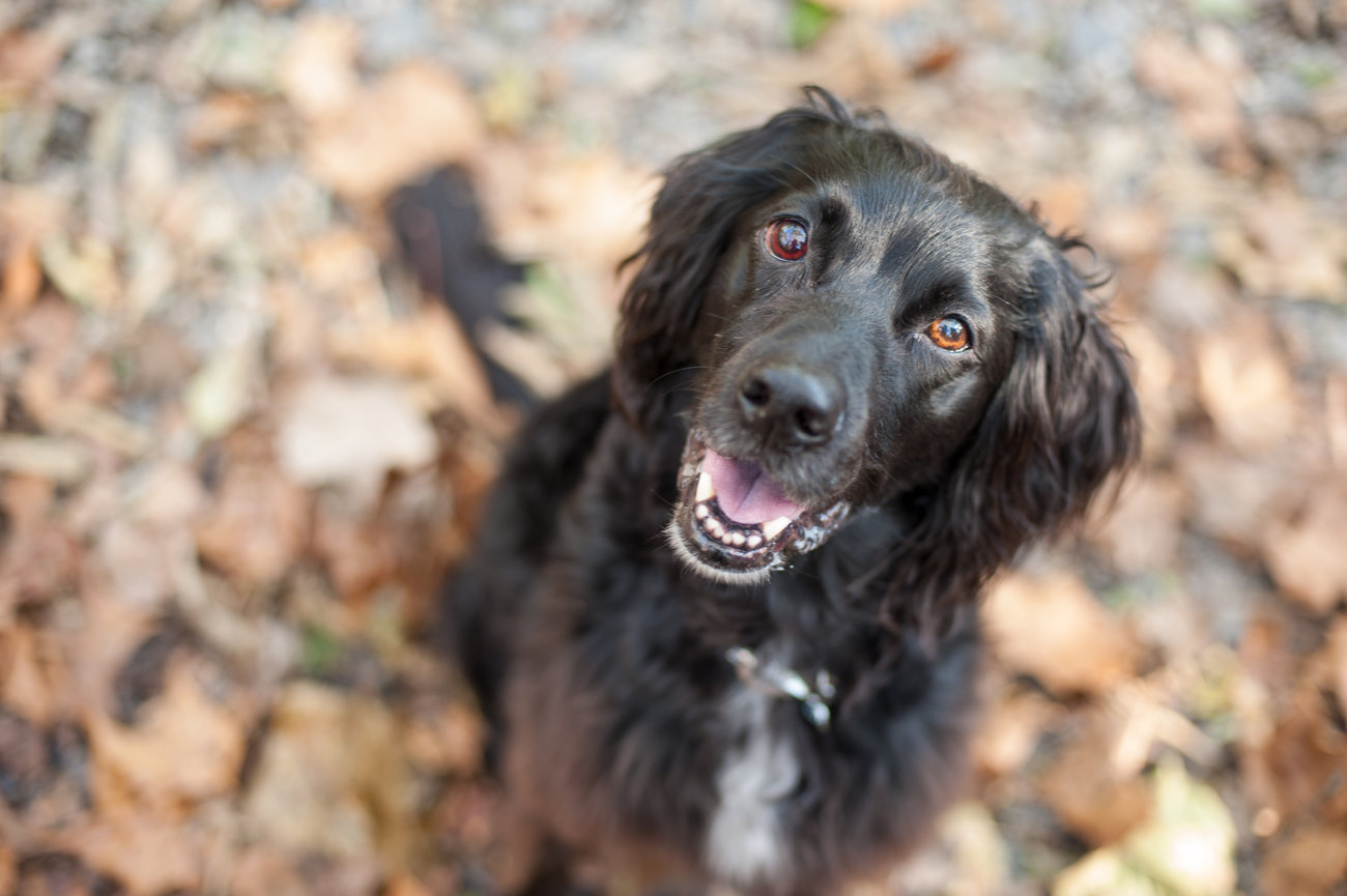 Dog Photography Columbus Ohio