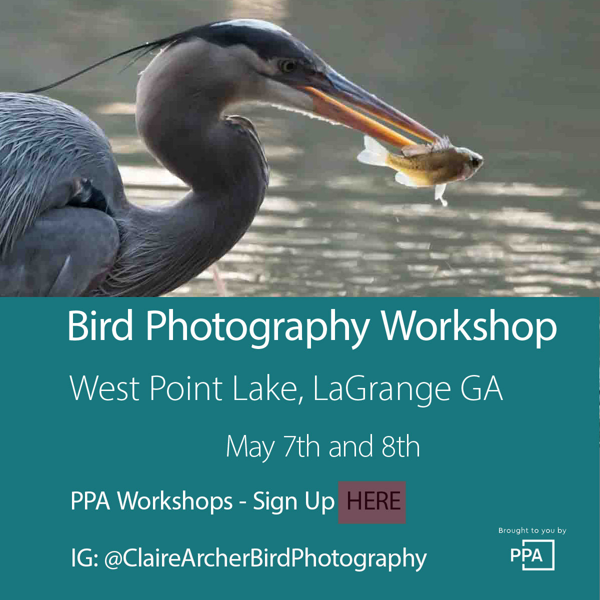 BIRDING WORKSHOPS - Claire Archer Photography