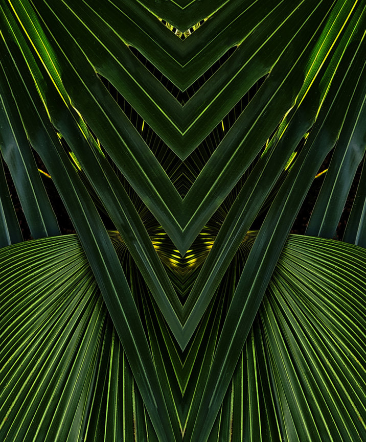 Palm - Before and After - Mike Moats - Award Winning Macro Photographer