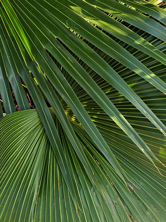 Palm - Before and After - Mike Moats - Award Winning Macro Photographer
