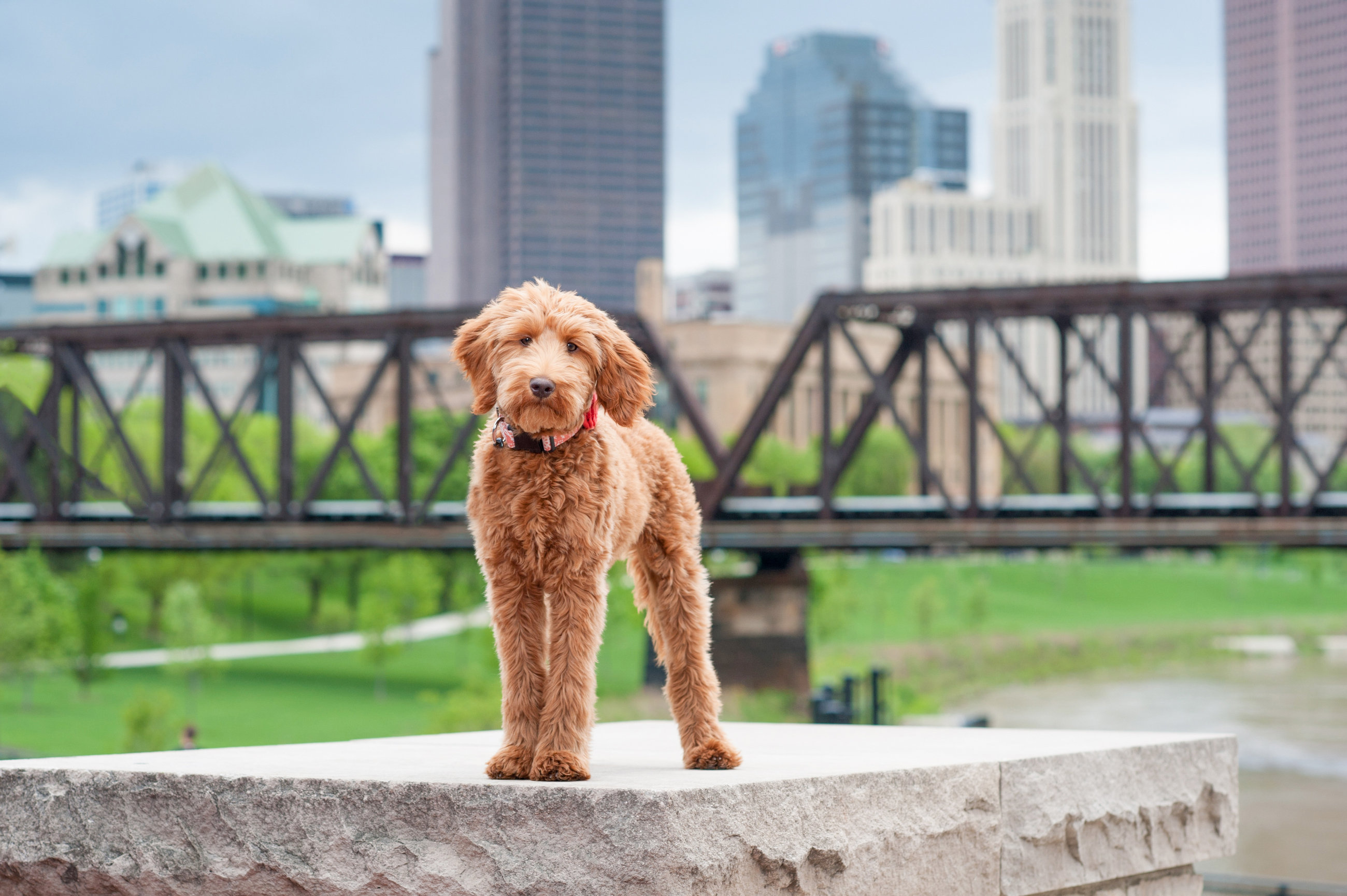 Photoshoot Location - Why Its So Important For A Dog Photographer