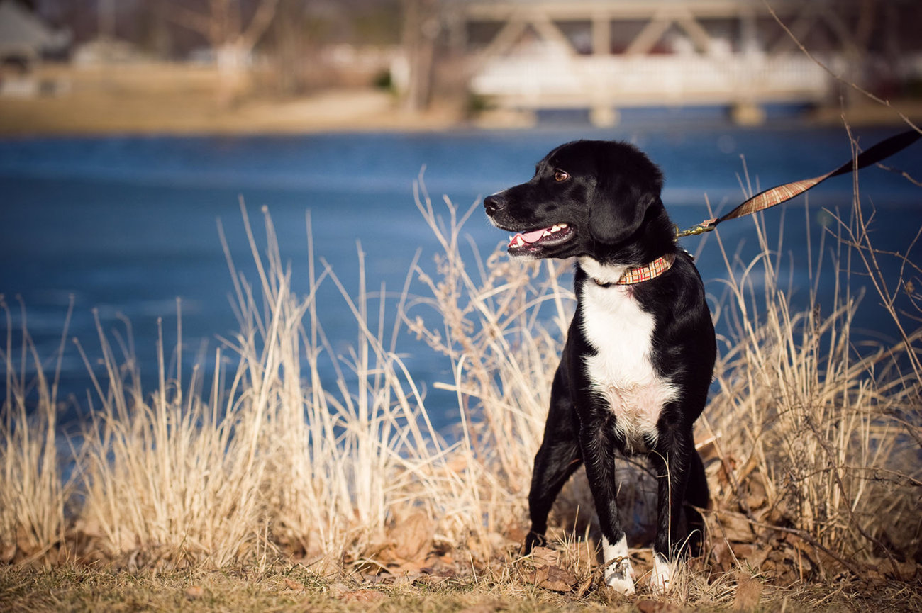 Modern Dog Photography Sessions in Columbus, Ohio | What to Expect