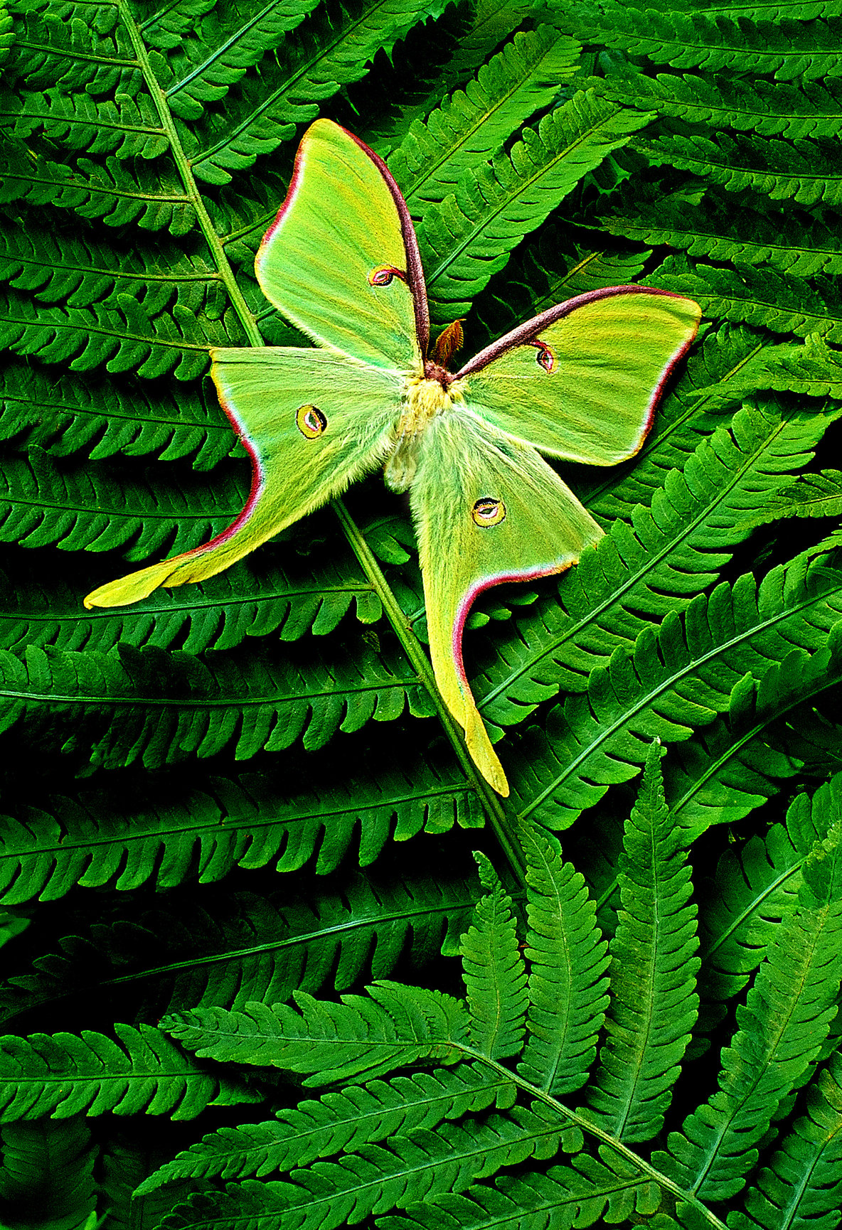 Macro Photo Club August News - Mike Moats - Award Winning Macro ...