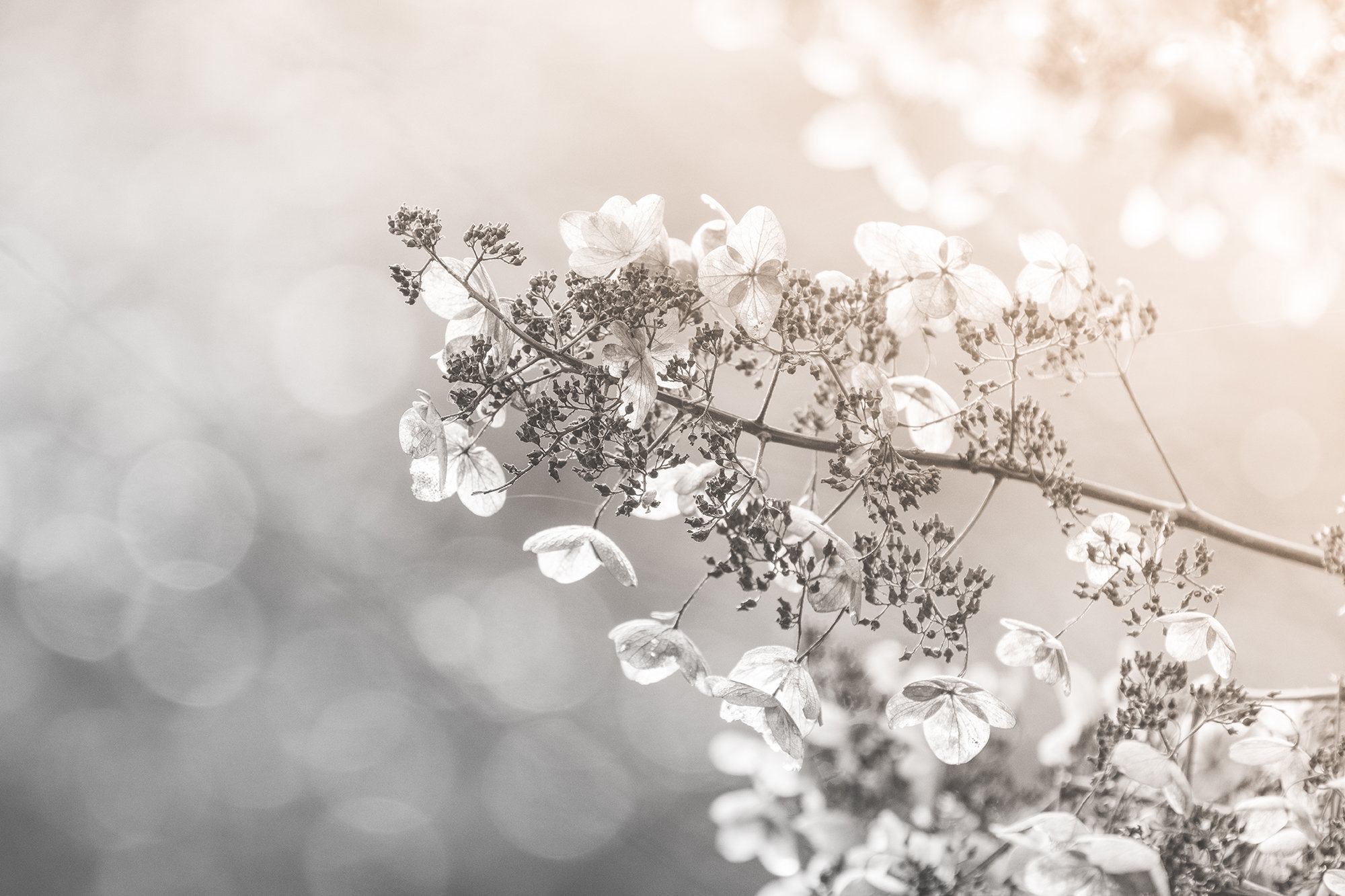 FLOWER GALLERY | Susan Phelps flower photography | Wokingham