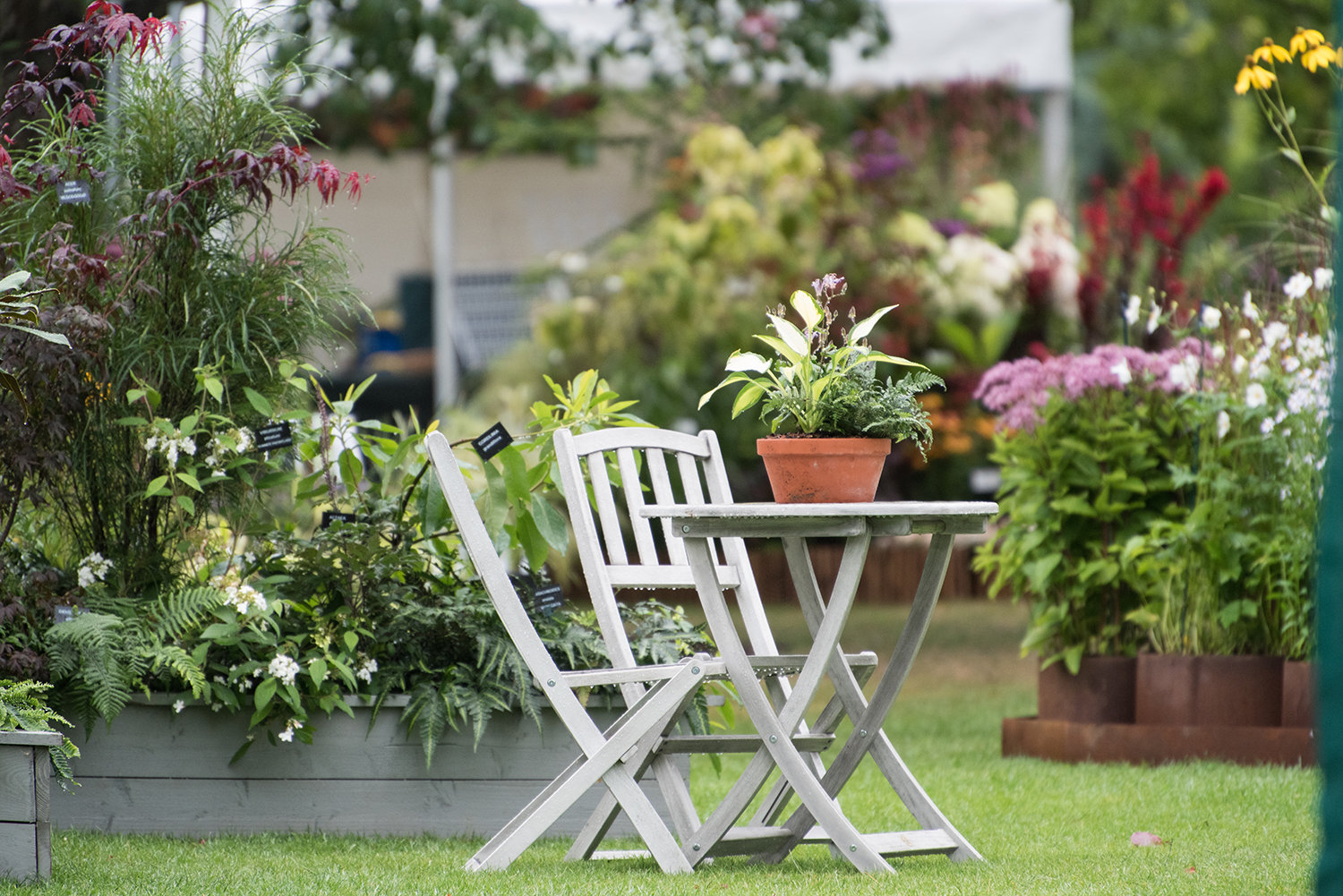 RHS Wisley Exhibition - Susan Phelps