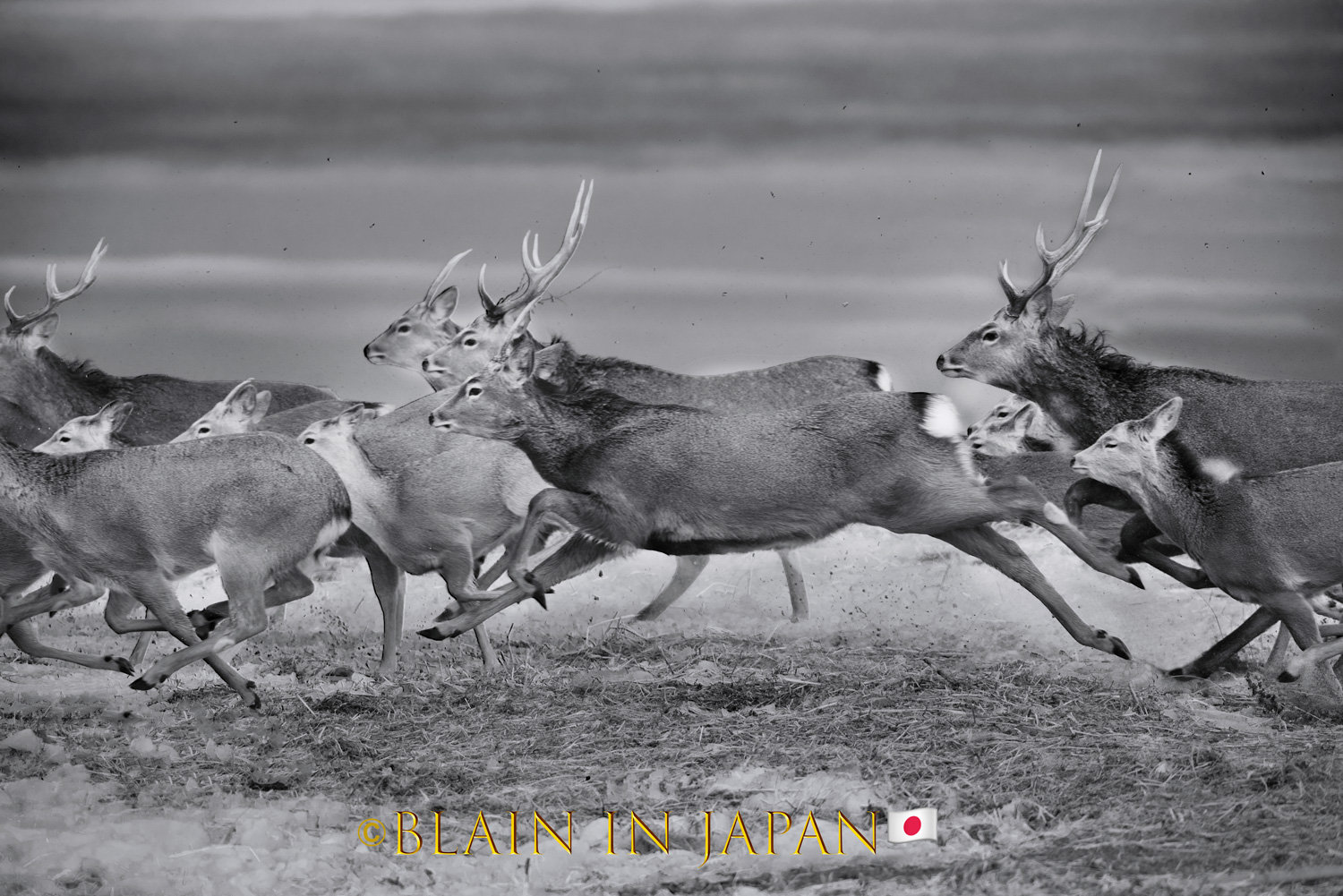 The Largest Herd of Ezo Sika Deer Ever Photographed - Blain Harasymiw ...