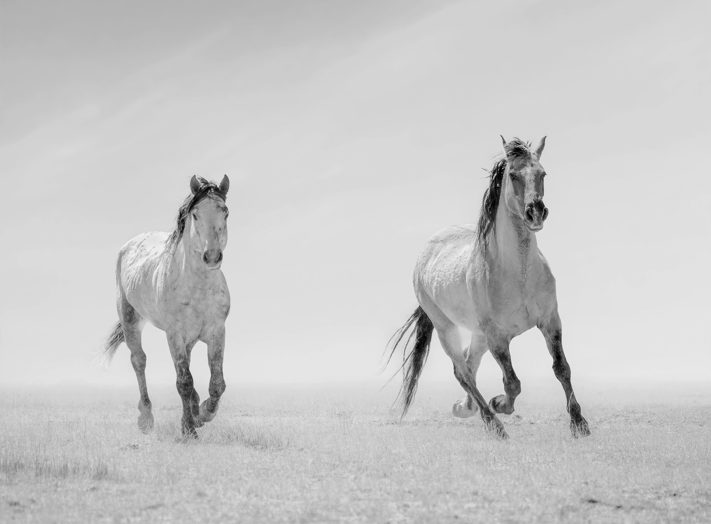 Wild Mustangs - shane russeck photo