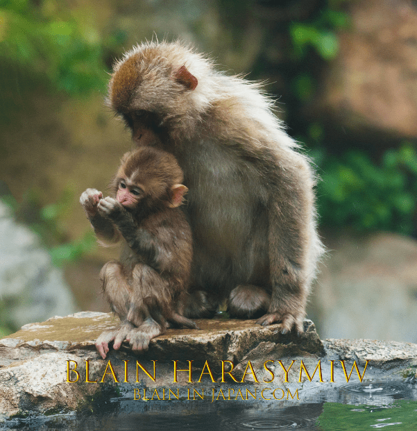 Japanese Macaque - Their Battles - JAPAN DREAMSCAPES