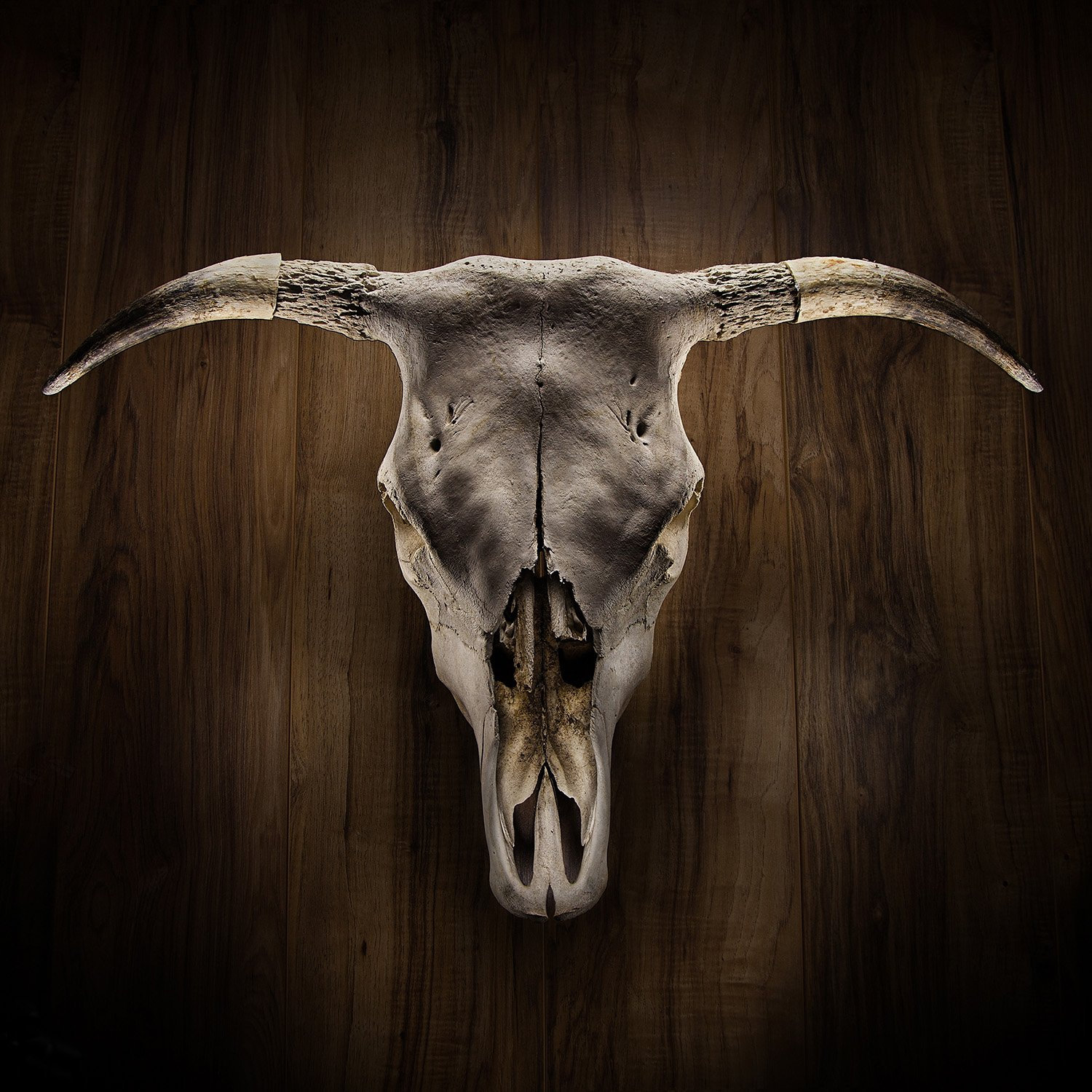 GALLERY - Icon Studio Portrait Design, Inc