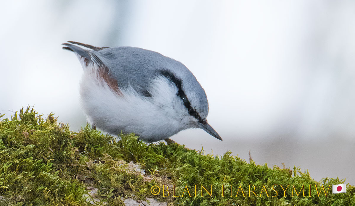 Species of Hokkaido - Birding Paradise - JAPAN DREAMSCAPES