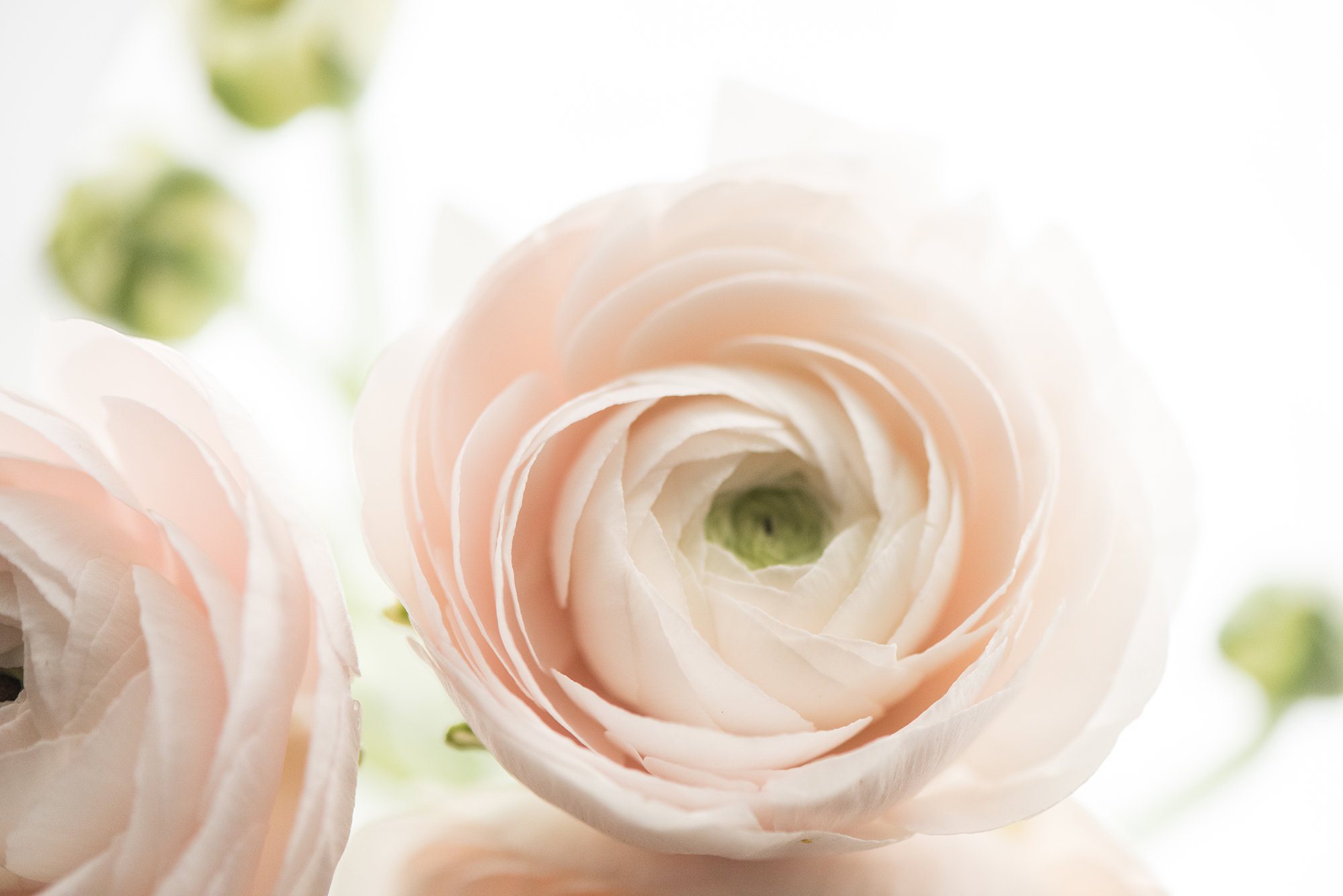 FLOWER GALLERY | Susan Phelps flower photography | Wokingham