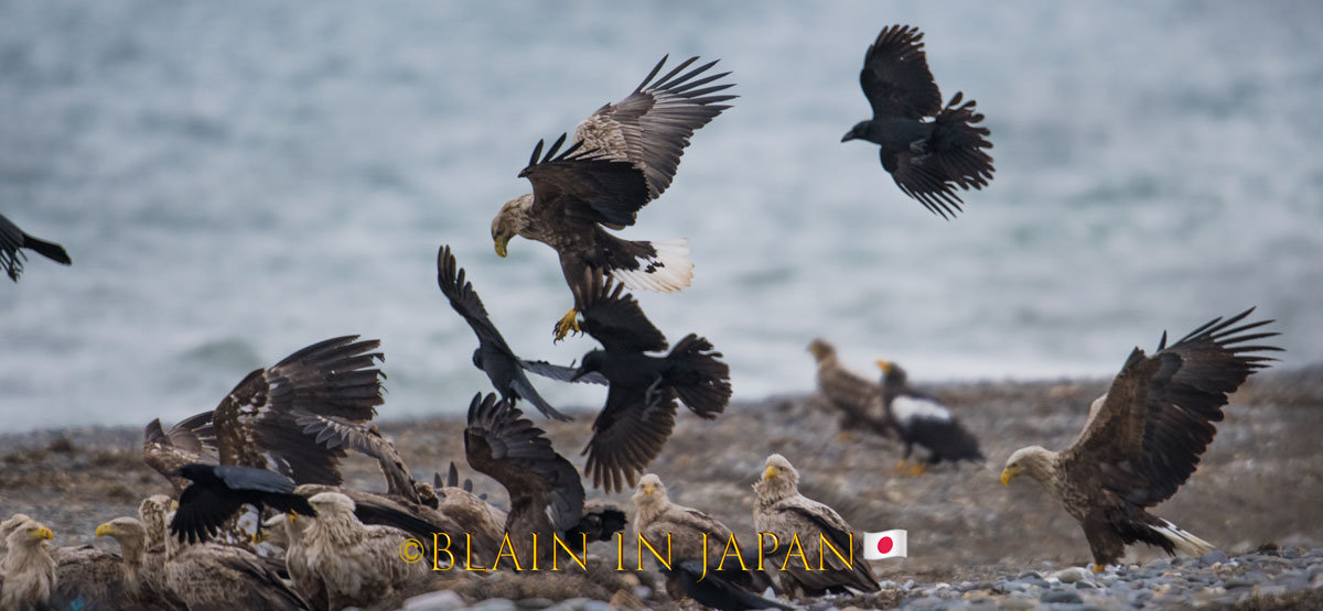 The Magnificent Raptors of Shiretoko National Park Japan - Blain ...
