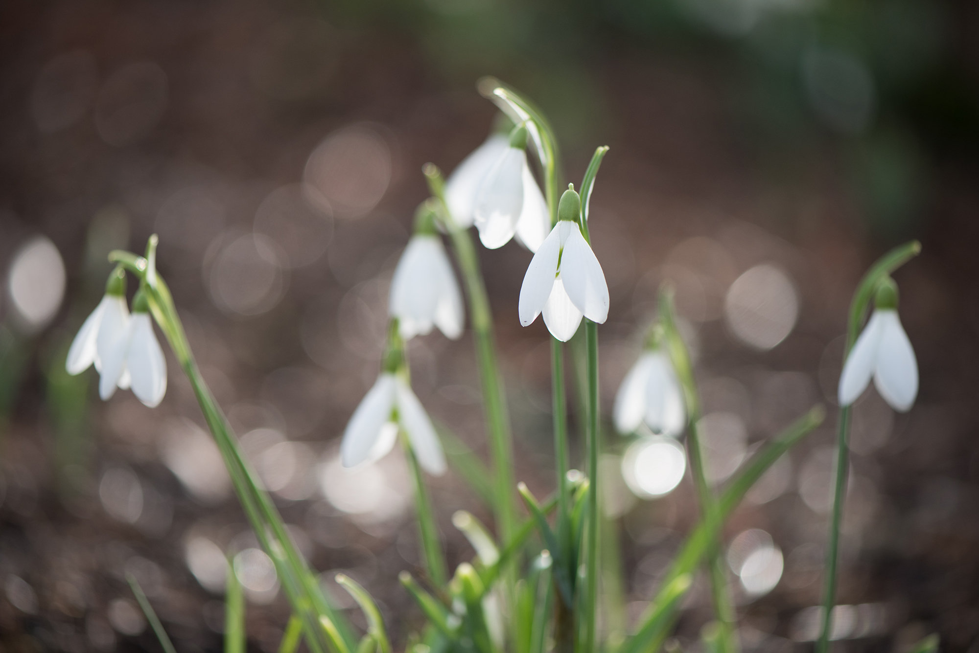 FLOWER GALLERY | Susan Phelps flower photography | Wokingham