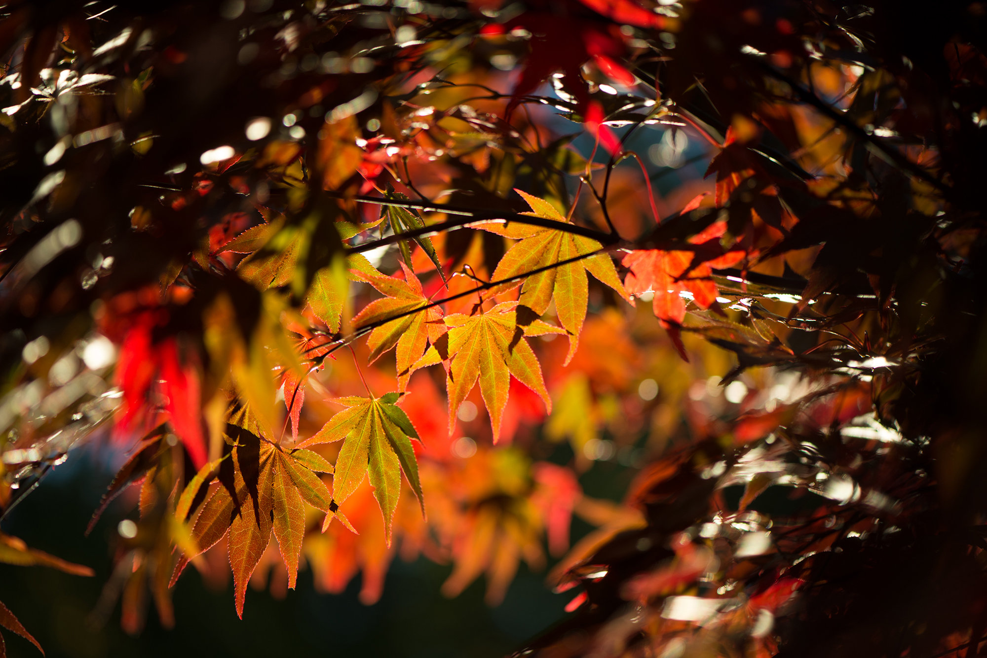LEAVES & SEEDS | Susan Phelps Photography | WOKINGHAM