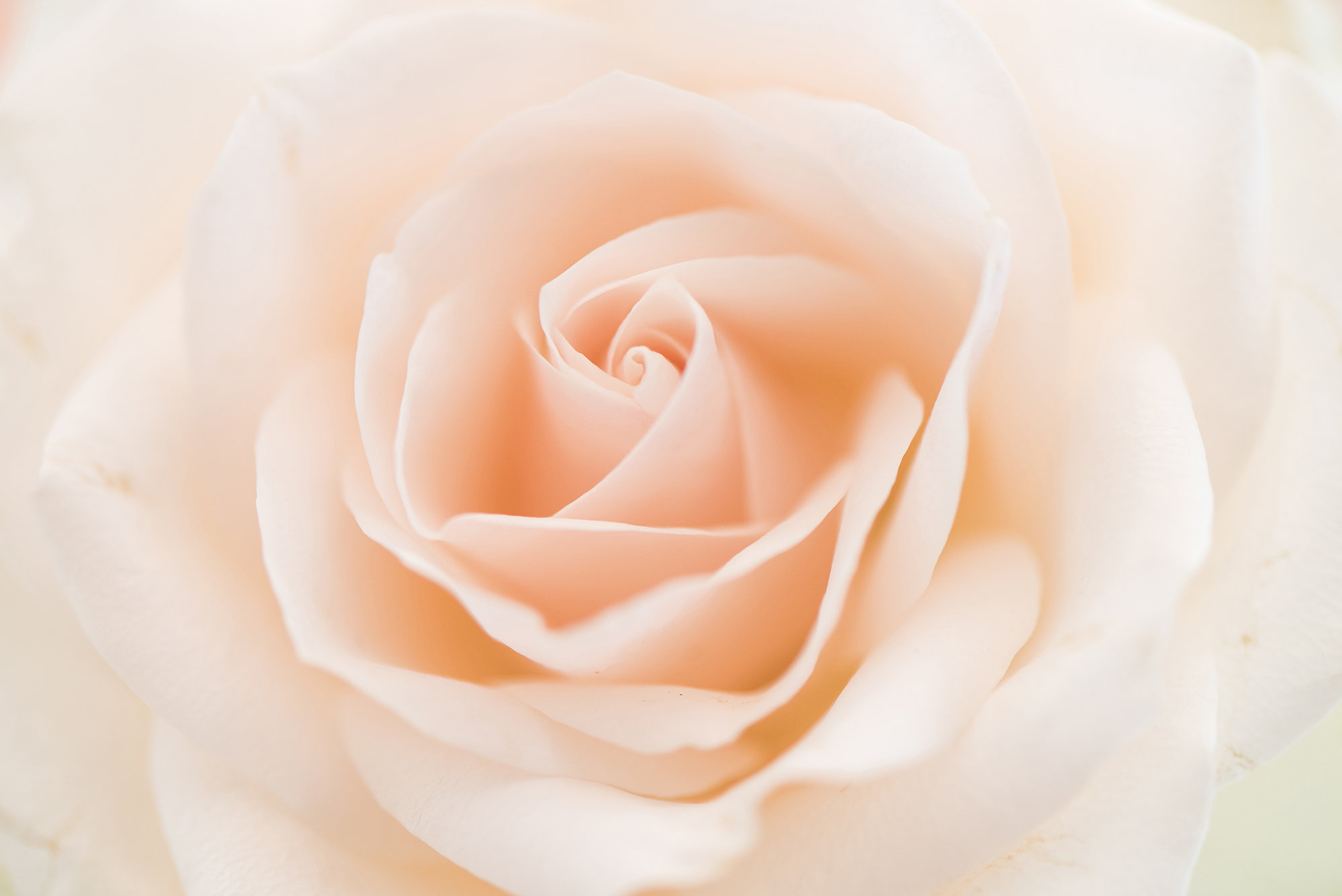 How to photograph flowers