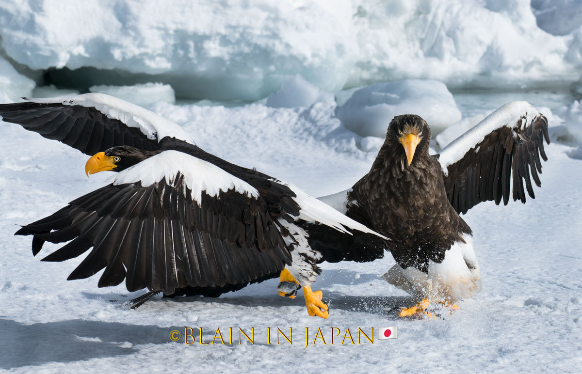 The Magnificent Raptors of Shiretoko National Park Japan - Blain ...