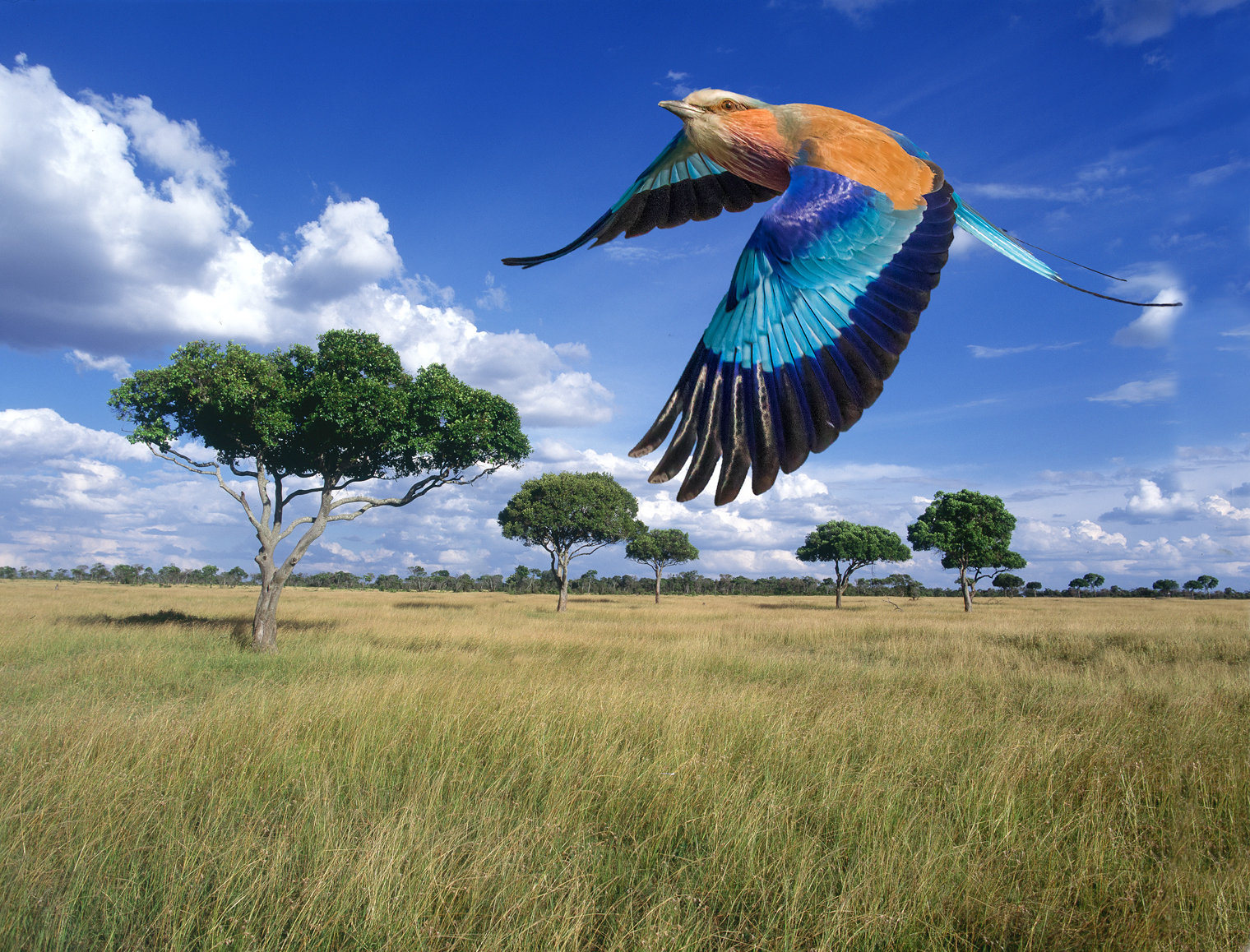 Experimental composite - Jim Zuckerman photography & photo tours