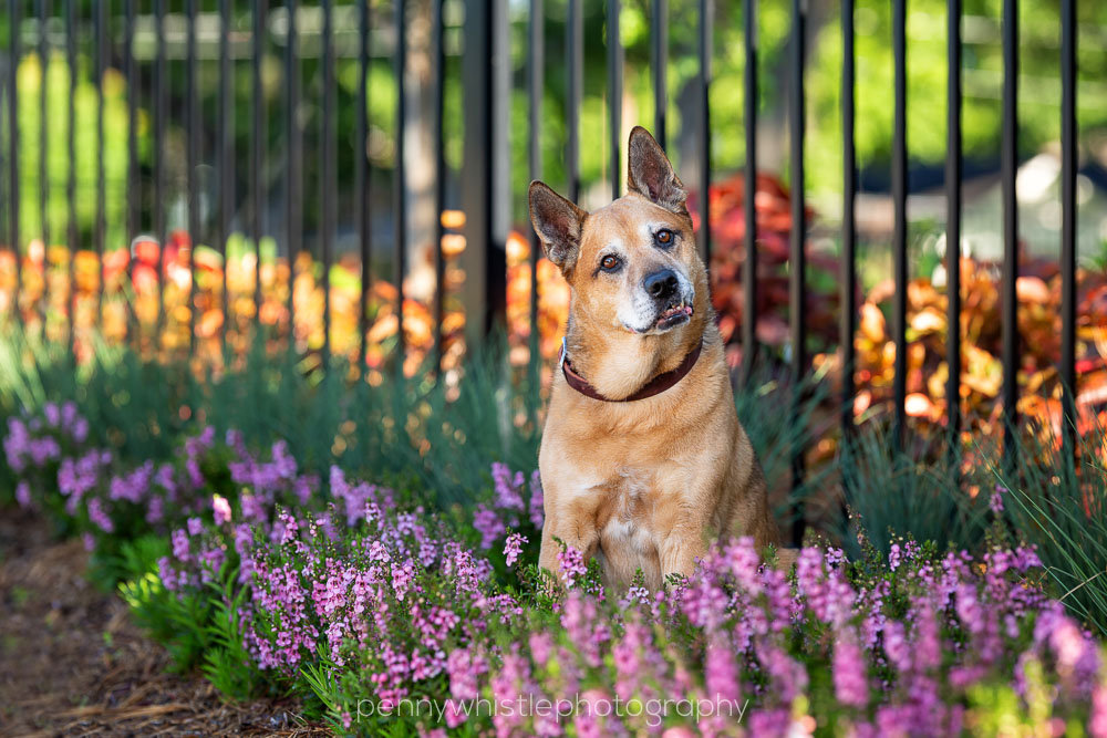 Senior Pet Photography Session