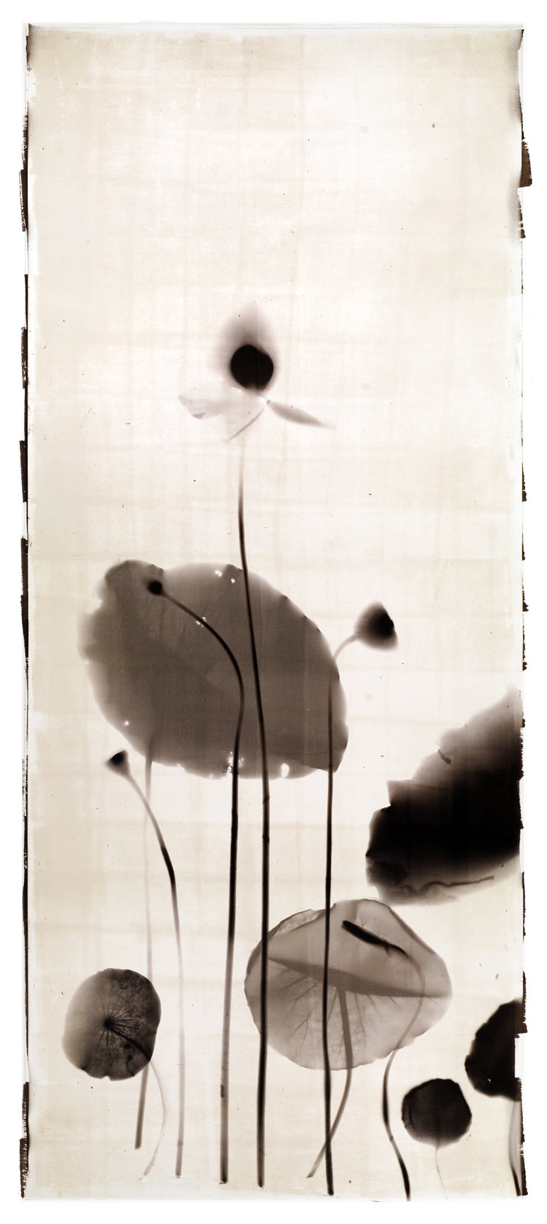 FOUR PANEL LOTUS - Longstreet Collection