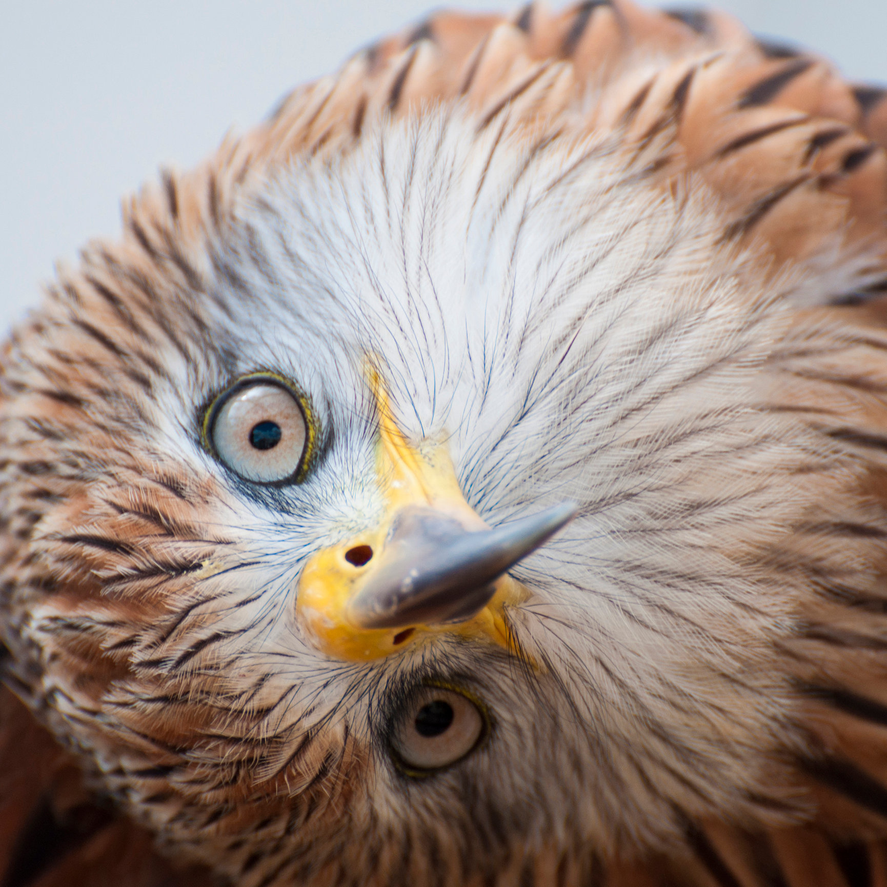 NATURE GALLERY | Susan Phelps Photography | WOKINGHAM